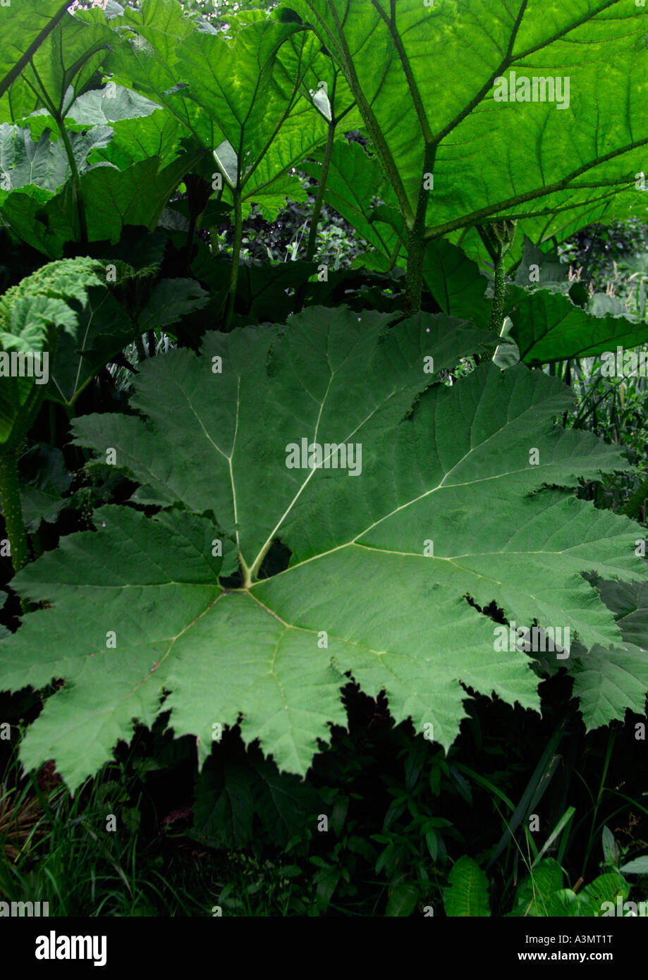 Gunnera manicata leaf hi-res stock photography and images - Alamy