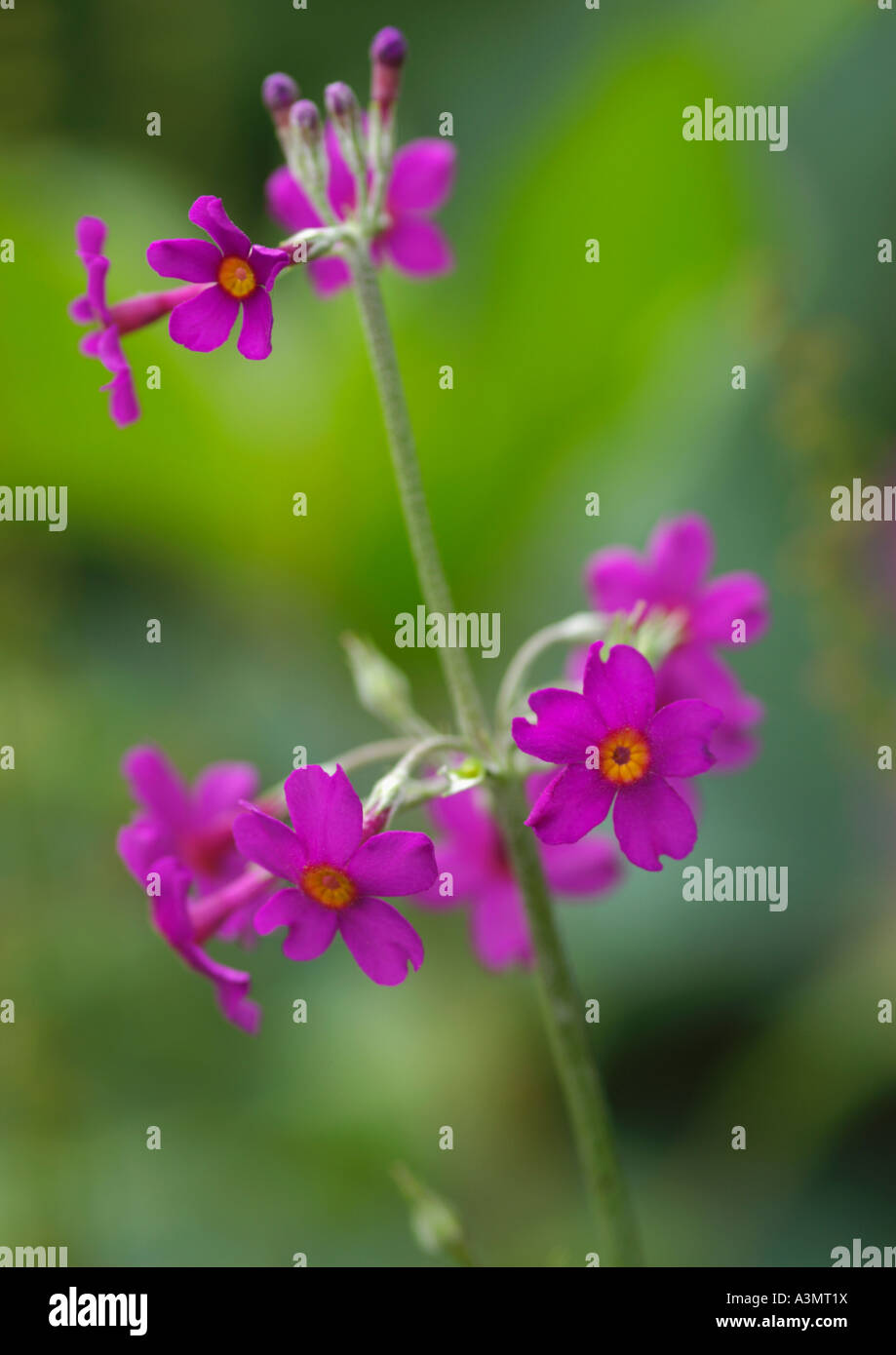 Beesiana hi-res stock photography and images - Alamy