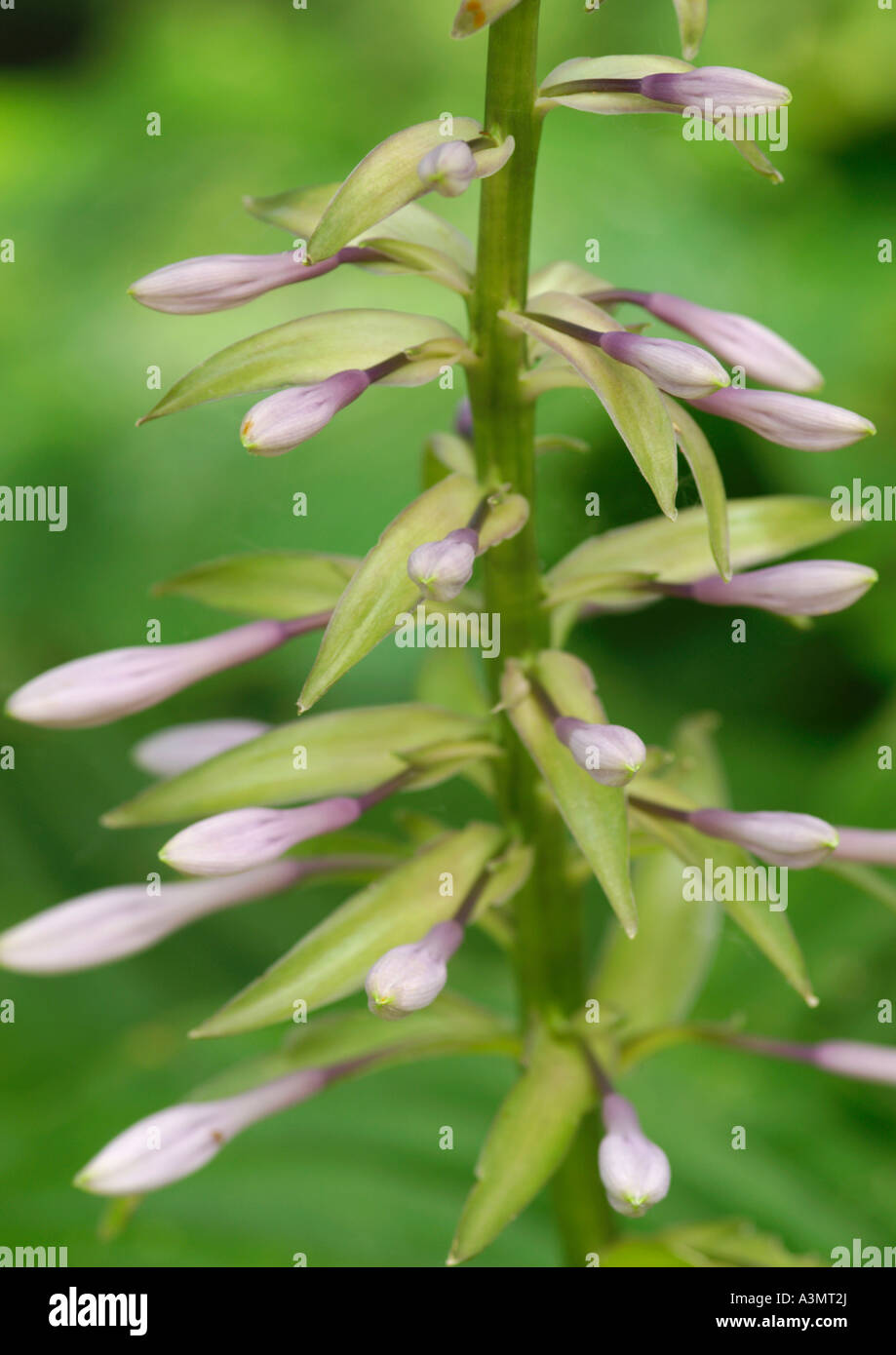 Hosta stem hi-res stock photography and images - Alamy