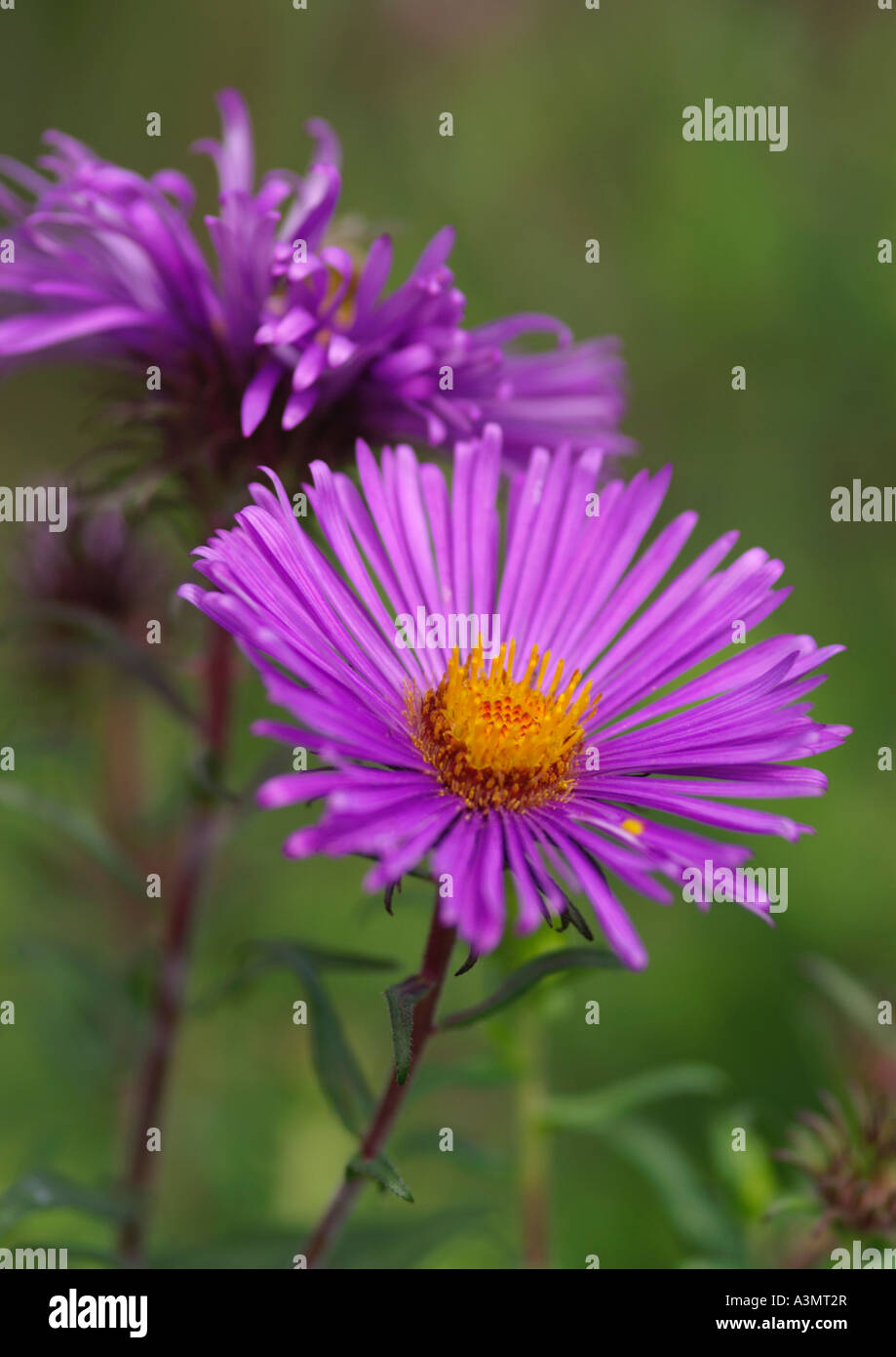 Aster novae angliae Barrs Blue Stock Photo - Alamy