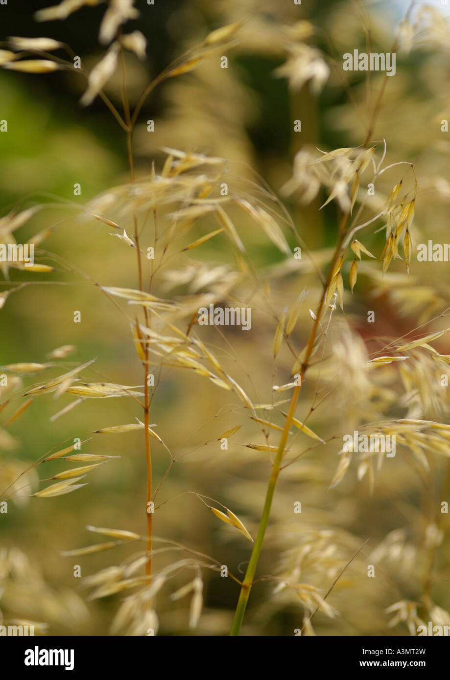 False oat grasses hi-res stock photography and images - Alamy
