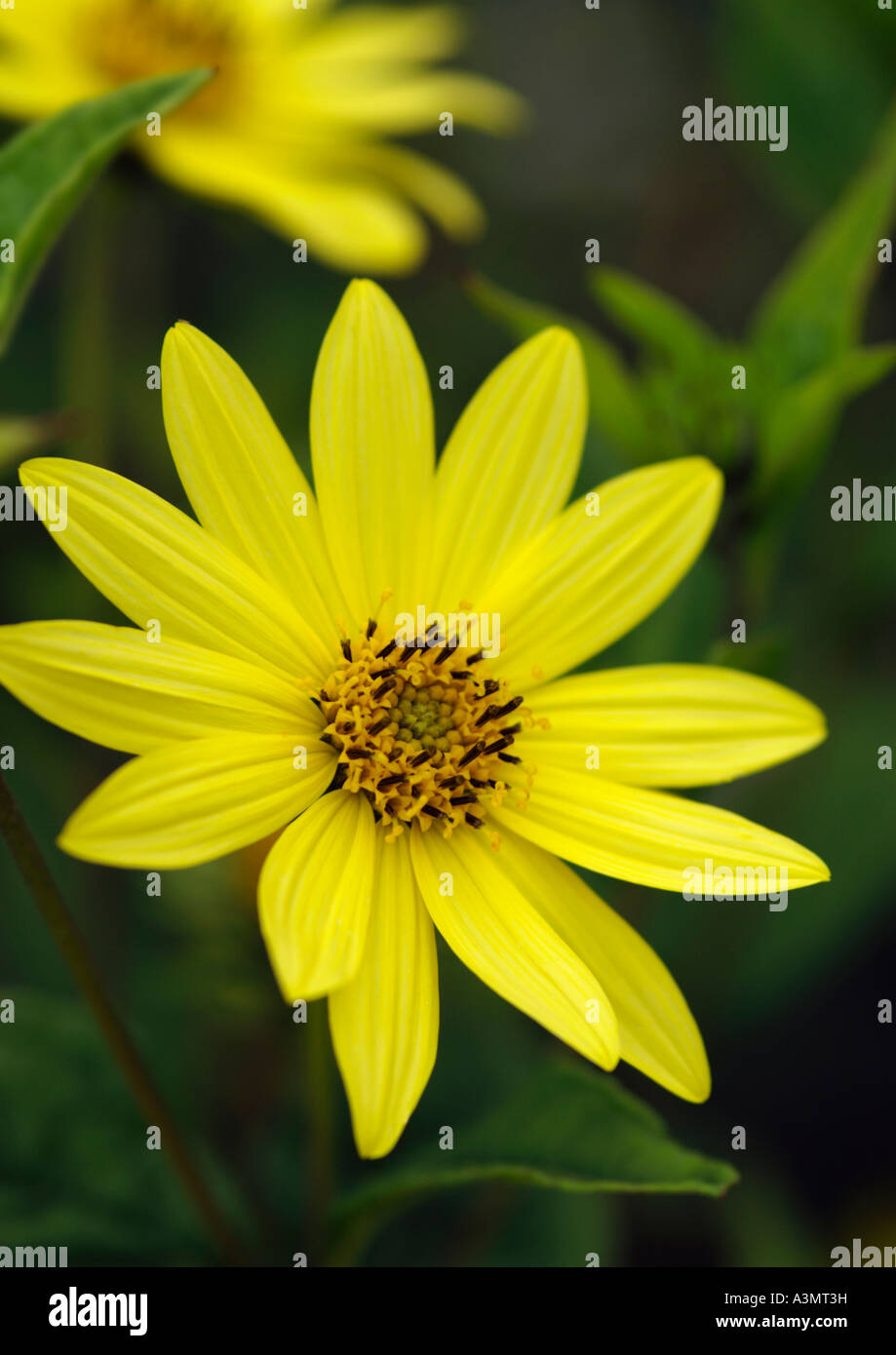 Helianthus lemon queen hi-res stock photography and images - Alamy