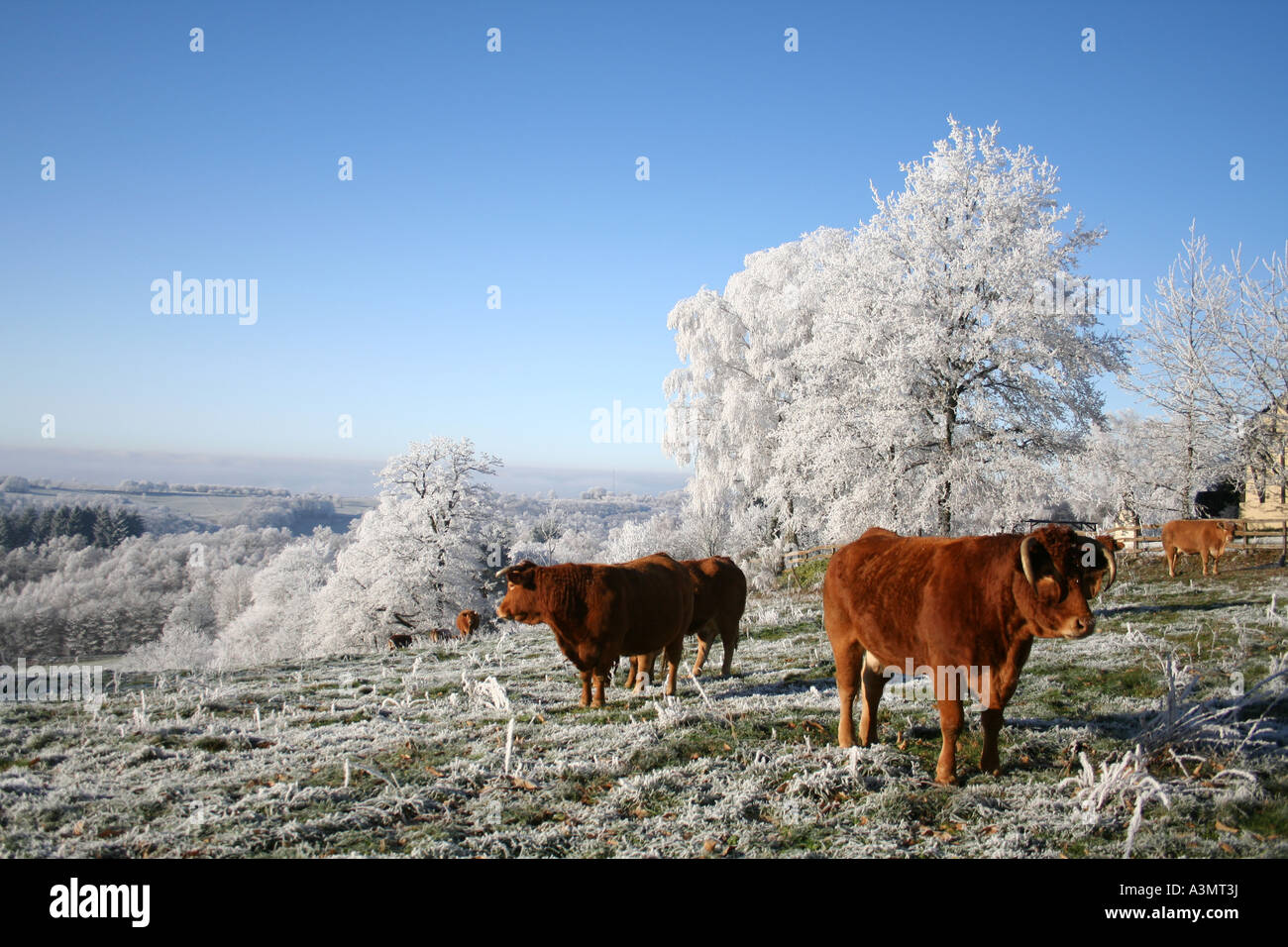 frozen cows in icy landscape Stock Photo - Alamy