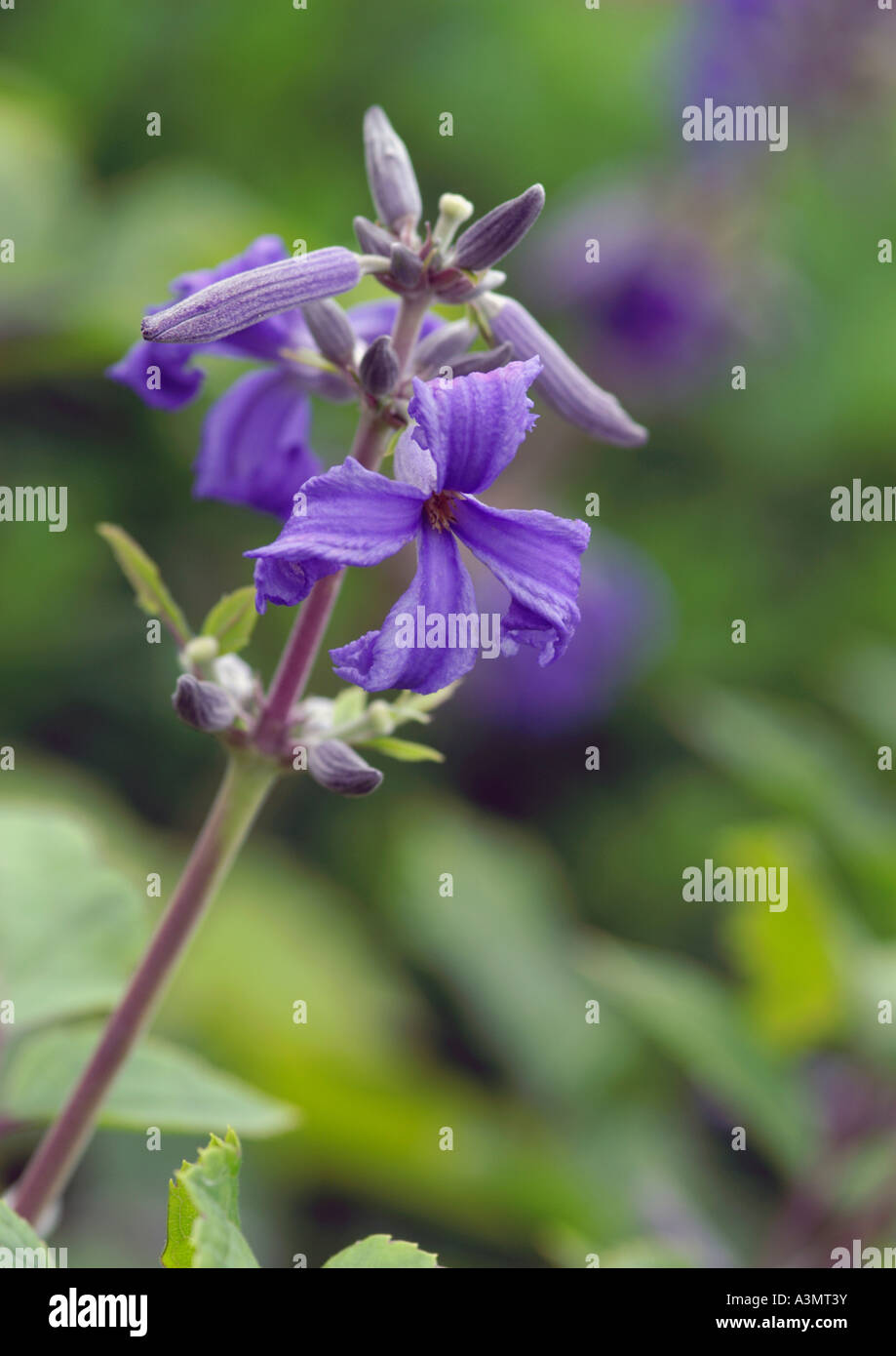 Clematis heracleifolia cassandra hi-res stock photography and images ...