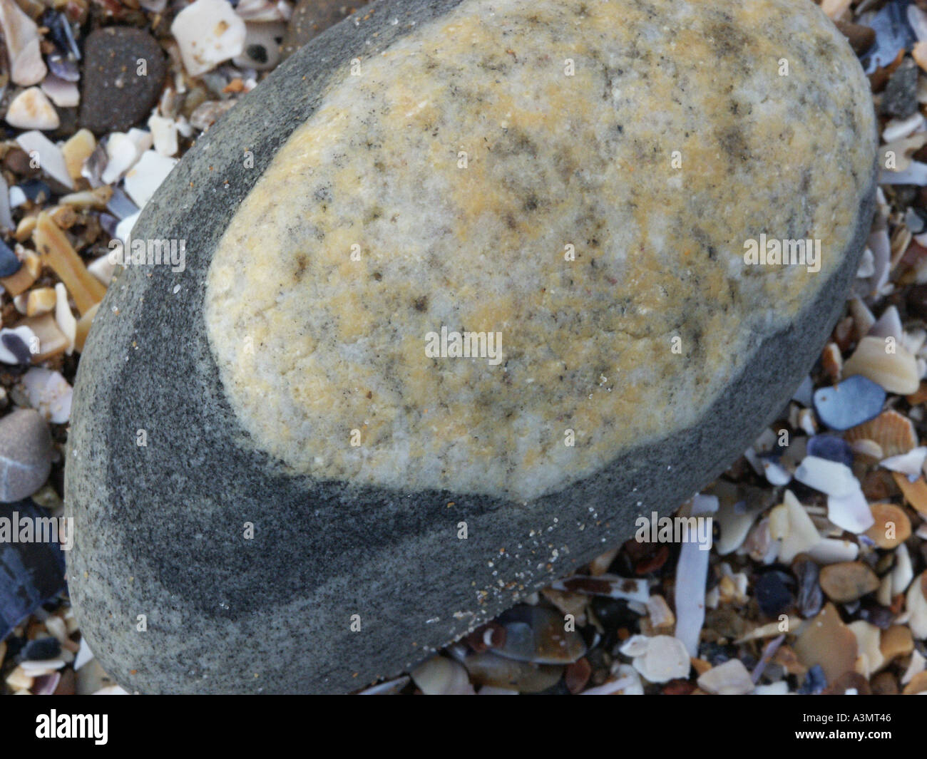 pebble and seashells washed up on Dornoch beach Scotland UK Stock Photo ...