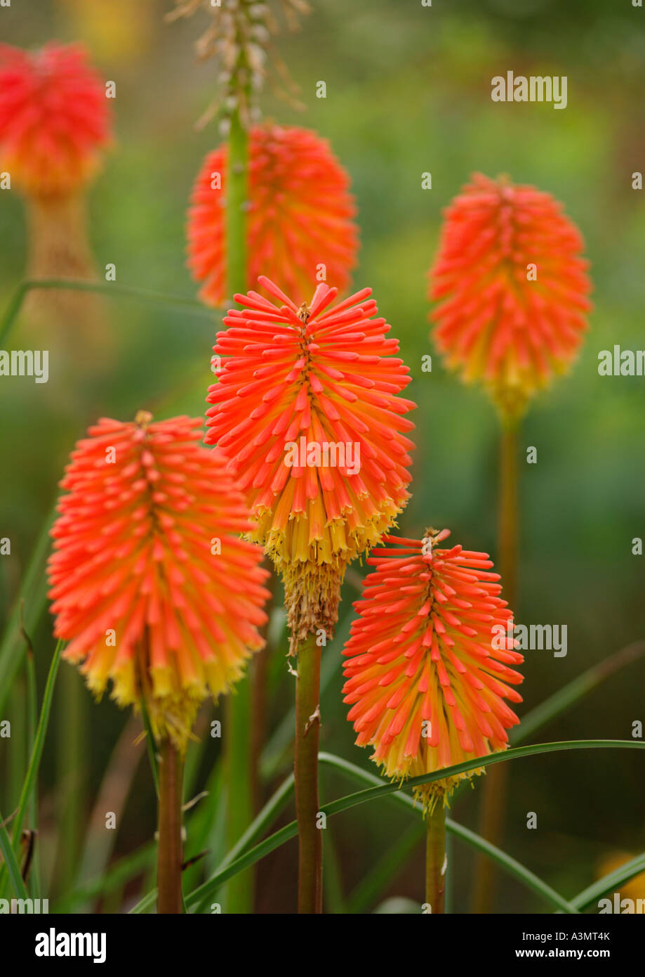 Praecox hi-res stock photography and images - Alamy