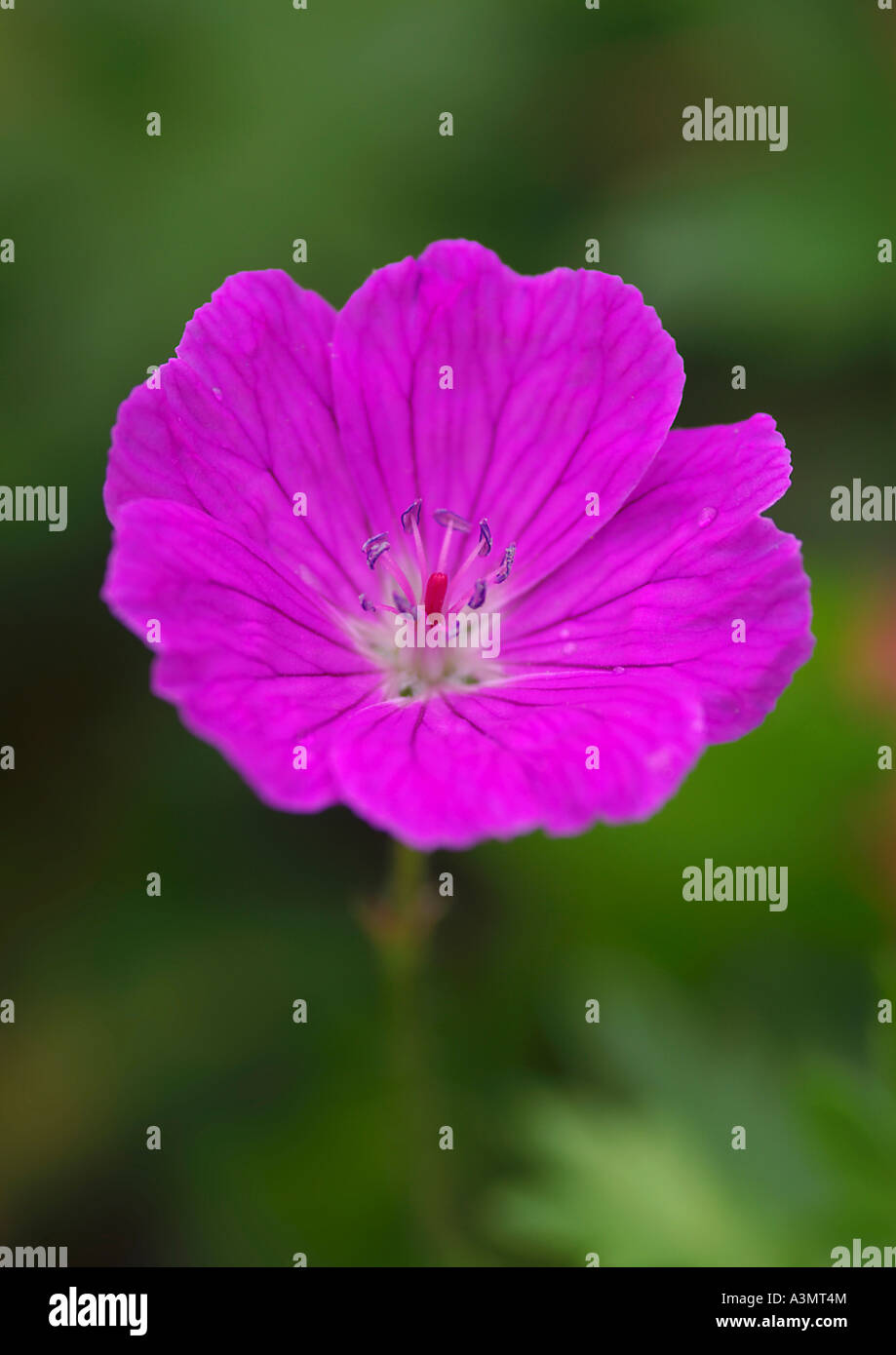 Close up of Geranium sanguineum Bloody Graham Stock Photo - Alamy
