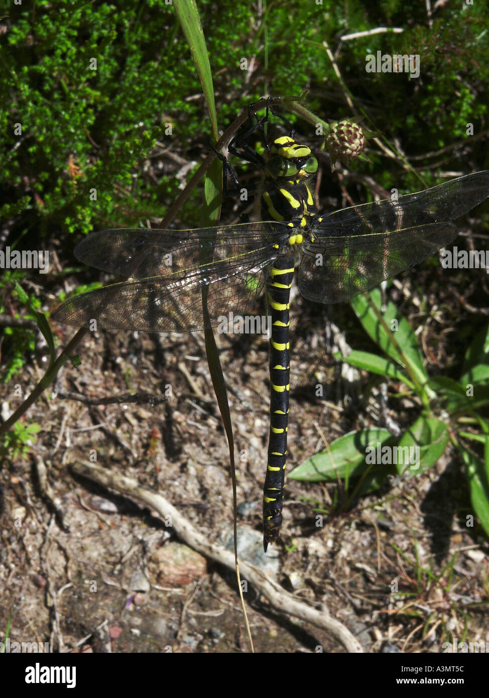 Dragonfly with yellow and black stripes near Suilven Sutherland ...