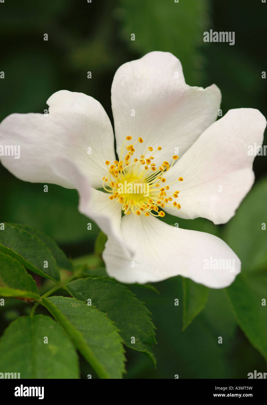 Close up of Rosa canina Dog Rose flower Stock Photo - Alamy