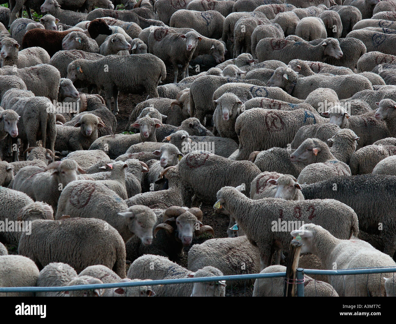 Sheep penned together in French Alps Stock Photo - Alamy