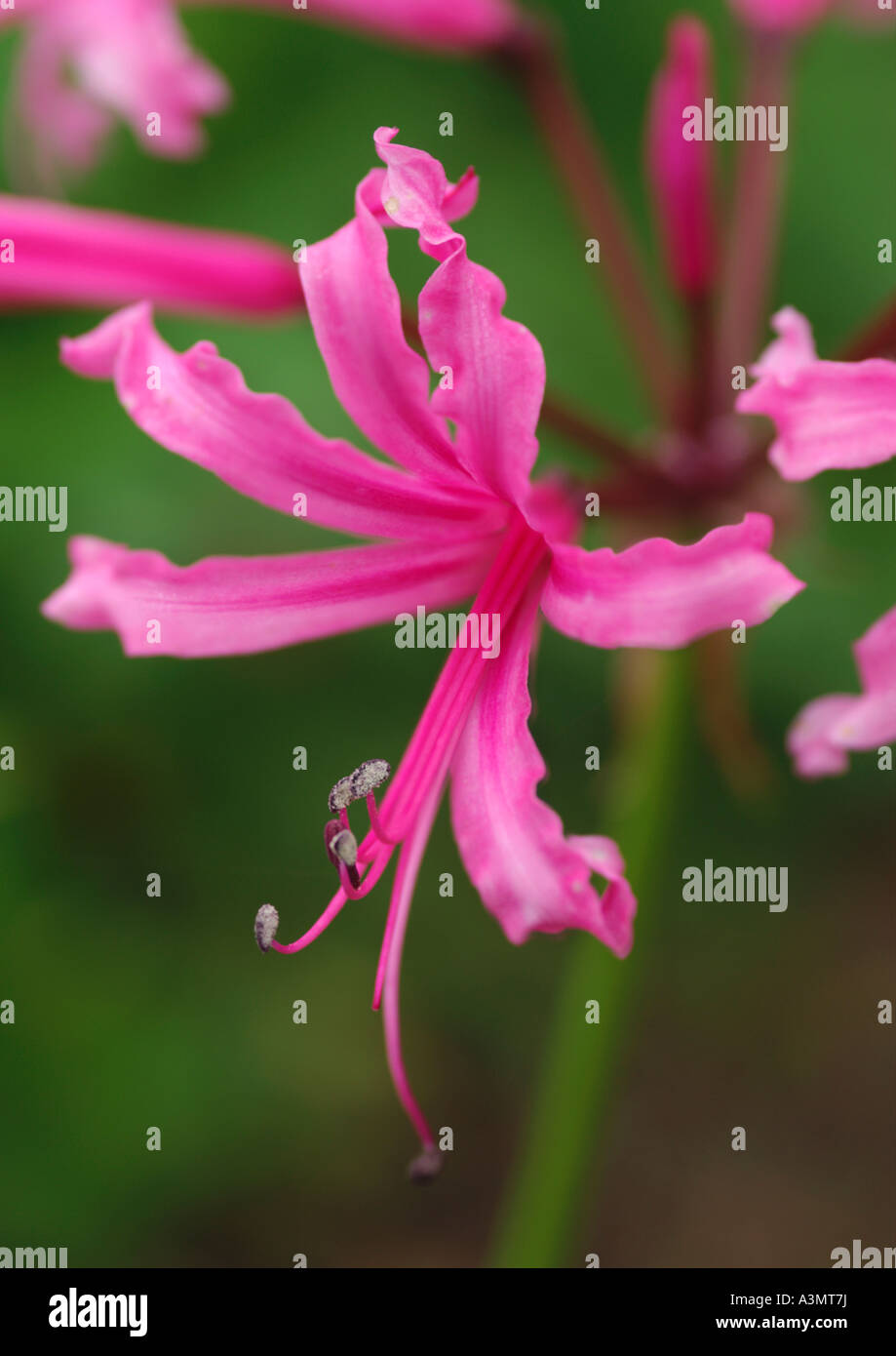 Nerine Bowdenii Bulb High Resolution Stock Photography and Images - Alamy