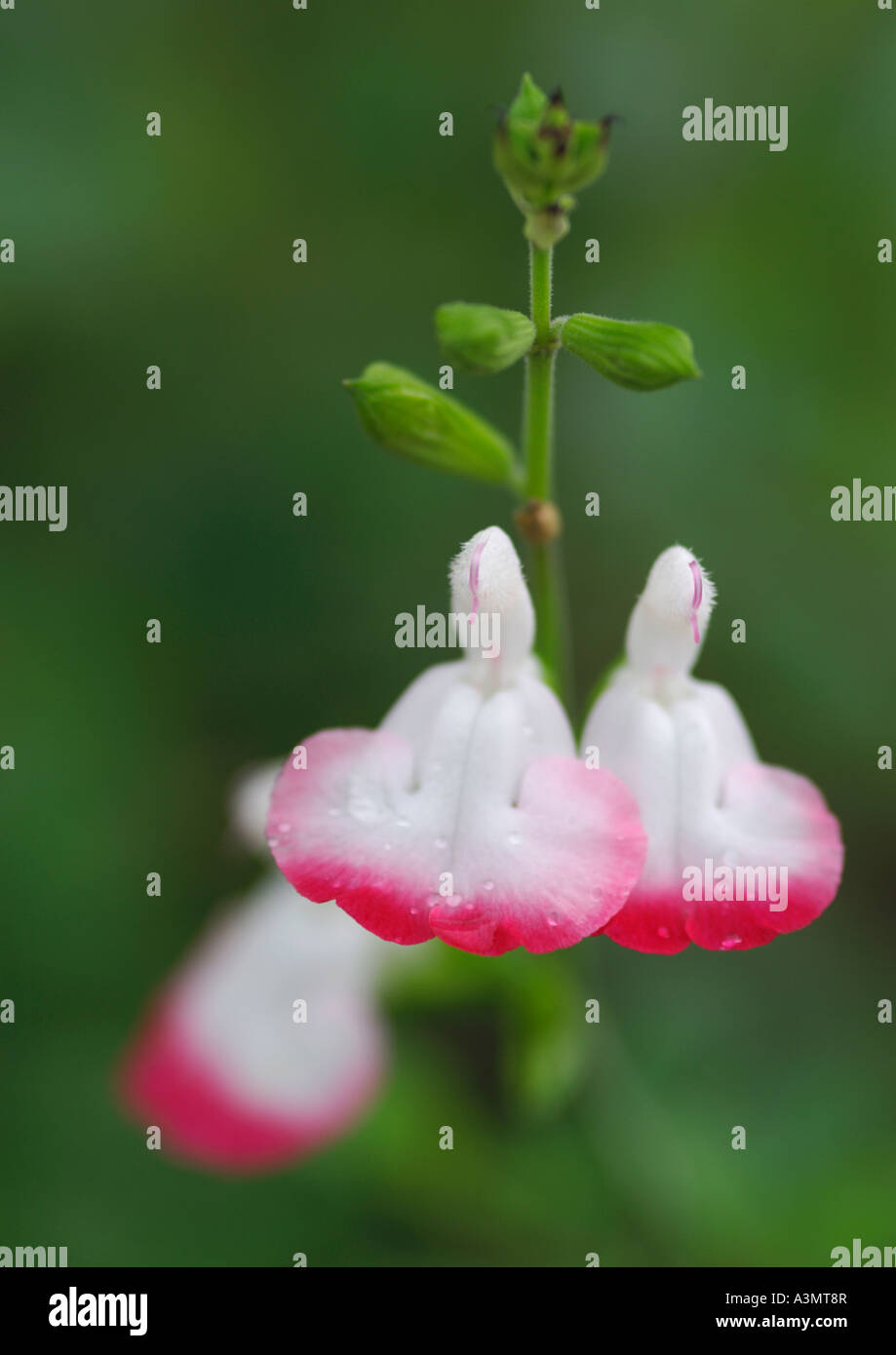 Close up of Salvia microphylla Hot Lips Stock Photo - Alamy