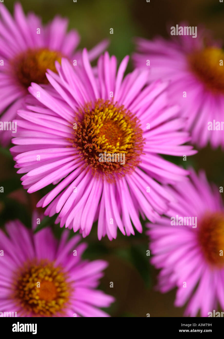 Aster novae-angliae Harringtons Pink Stock Photo - Alamy