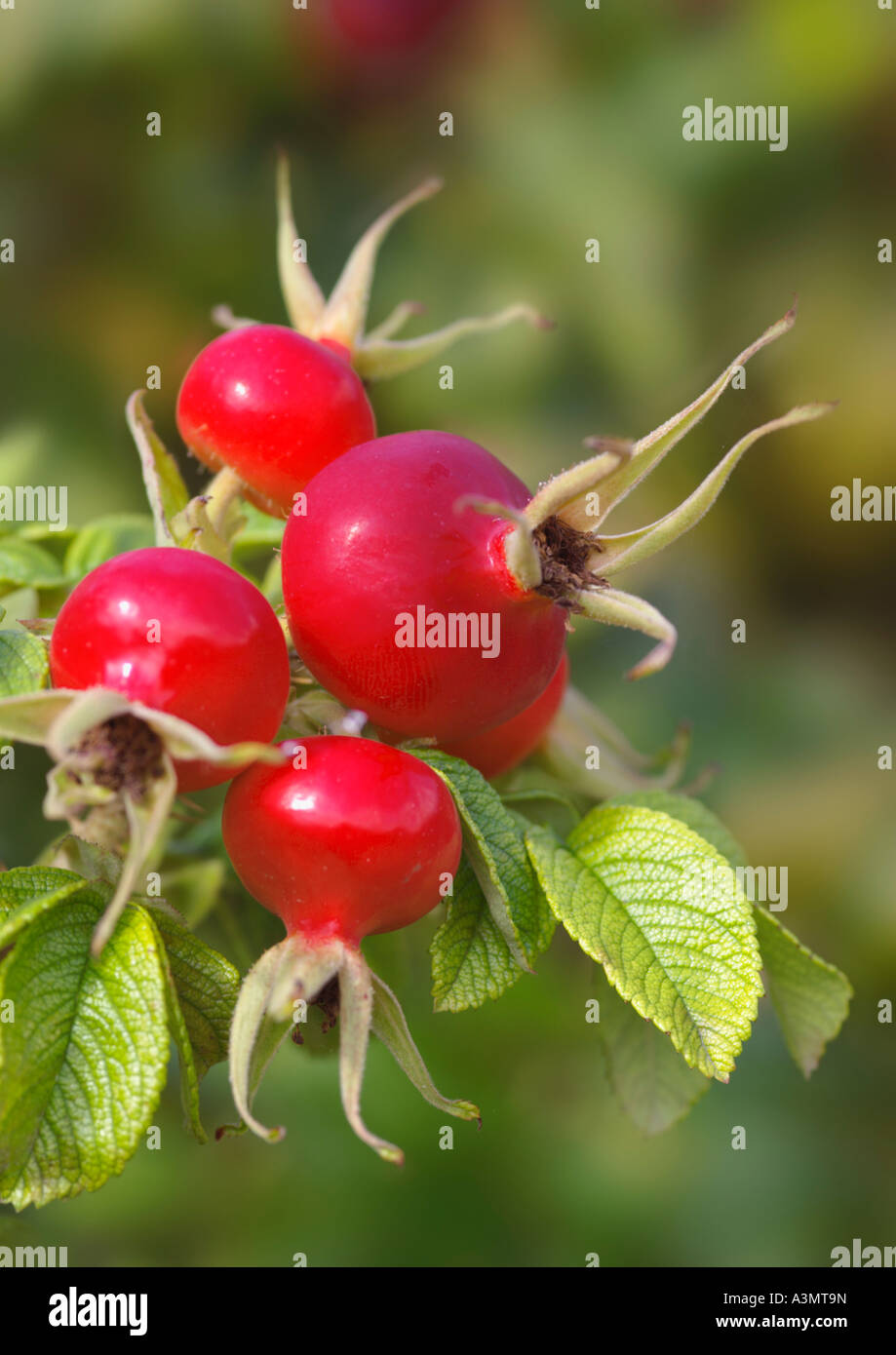 Close up of Rosa rugosa var Alba Hips Stock Photo - Alamy