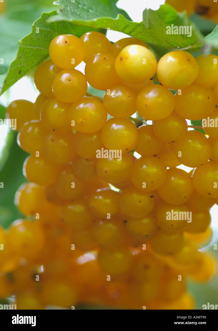 Viburnum opulus xanthocarpum hi-res stock photography and images - Alamy