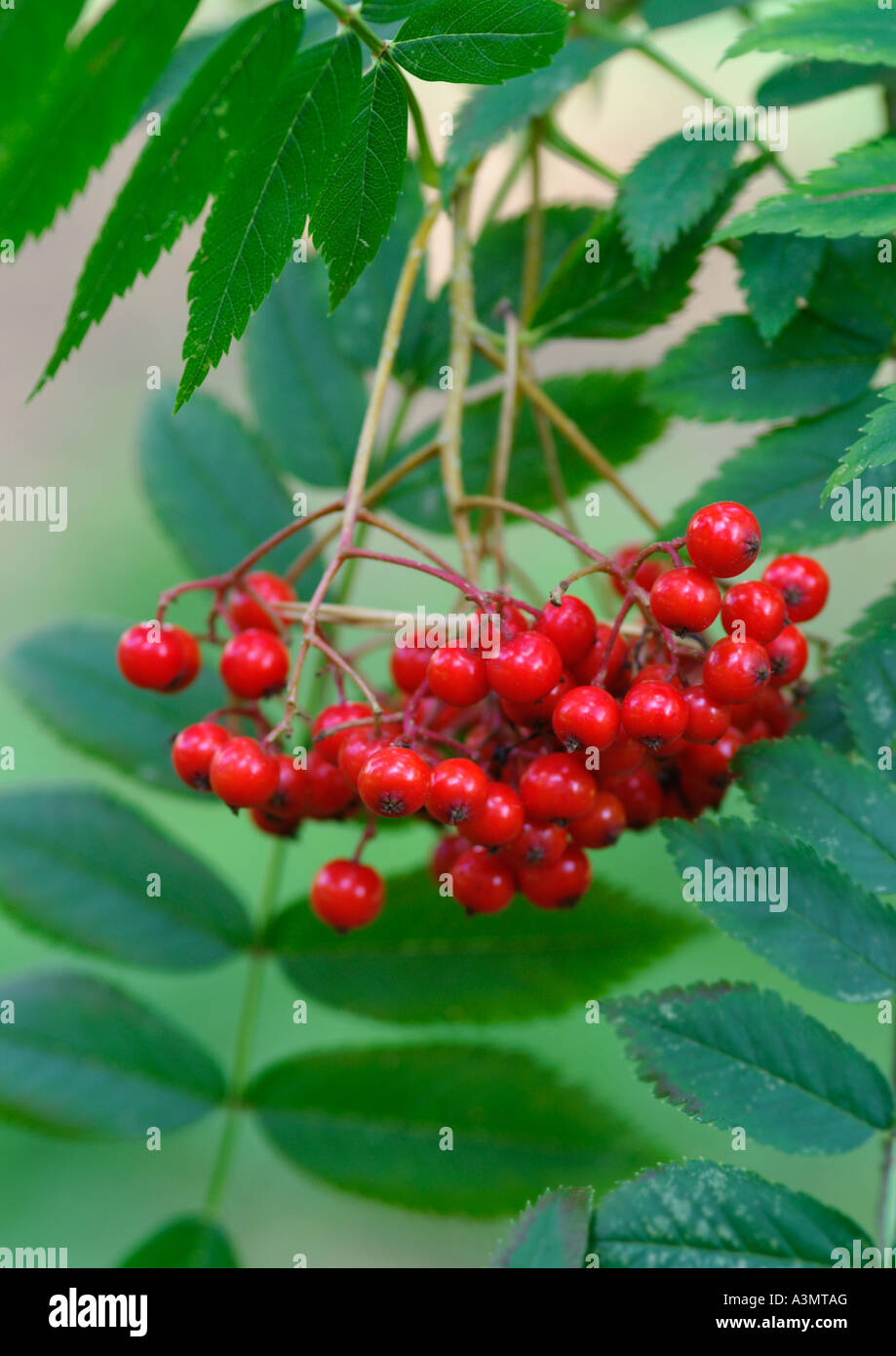 Close up of Sorbus randaiensis red autumn berries Stock Photo - Alamy
