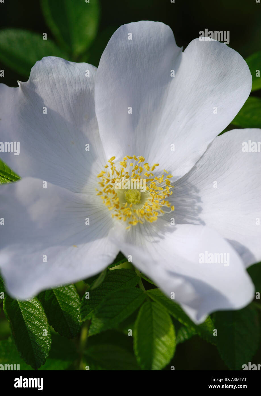 Japanese rose rosa rugosa hi-res stock photography and images - Alamy