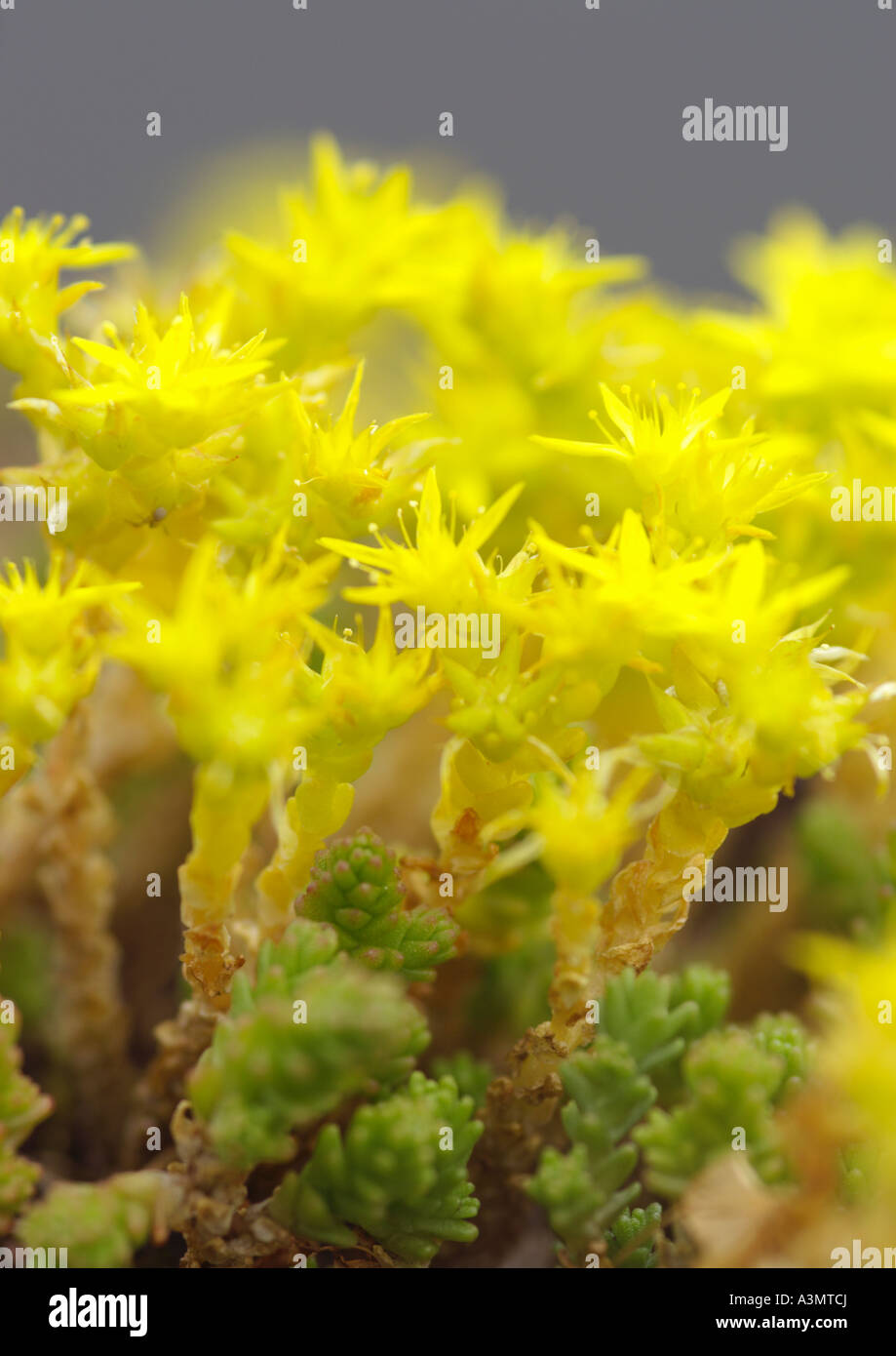 Sedum acre Biting Stonecrop Common Stonecrop Stock Photo - Alamy