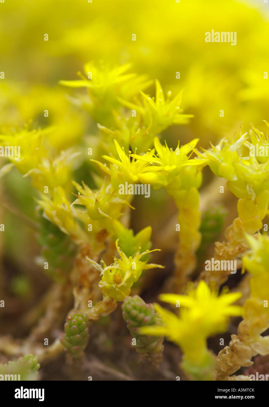 Sedum acre Biting Stonecrop Common Stonecrop Stock Photo - Alamy