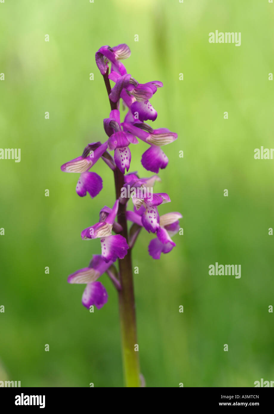 Orchis morio Green Winged Orchid Stock Photo - Alamy