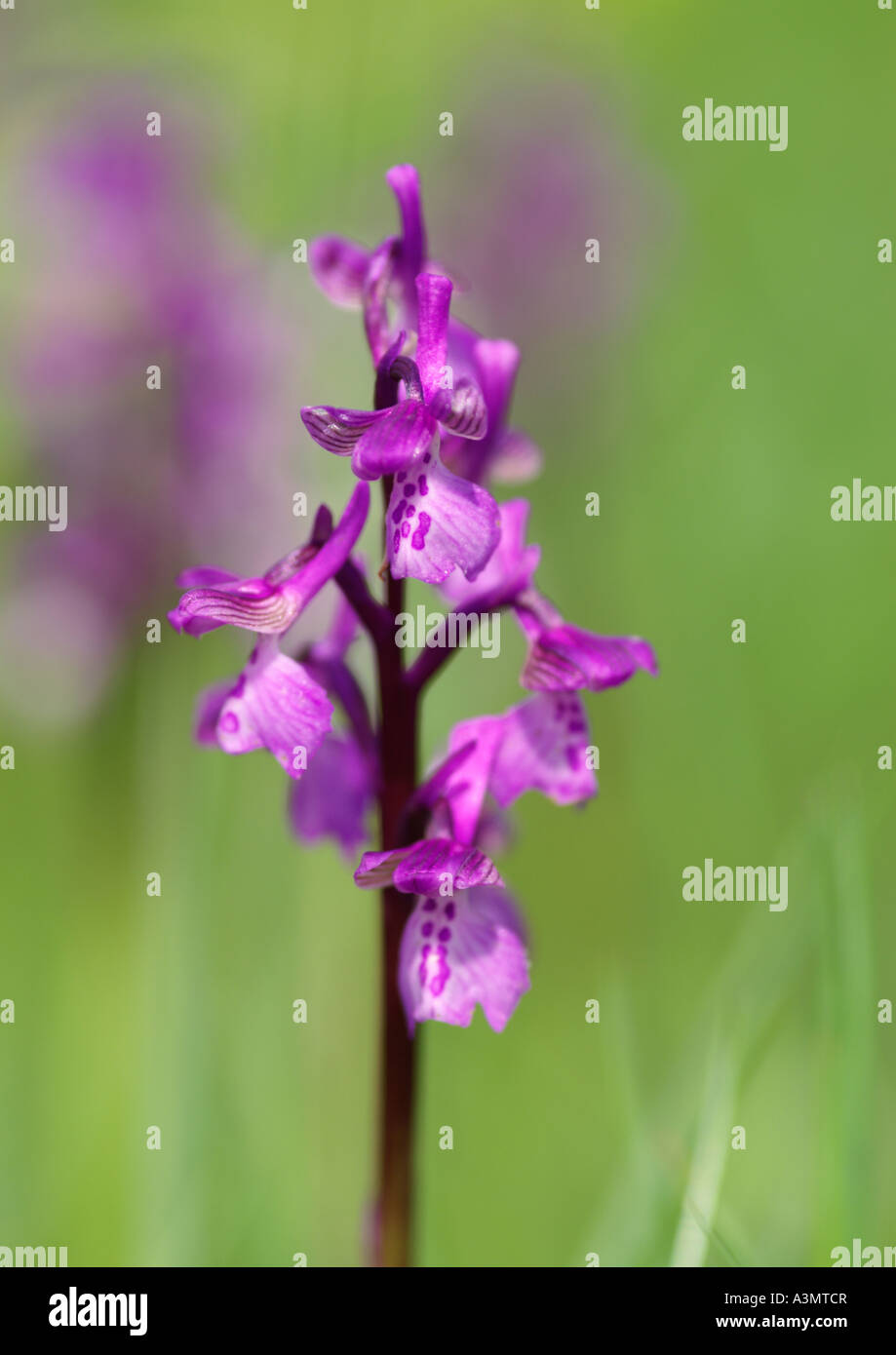 Orchis mascula Early Purple Orchid Stock Photo - Alamy