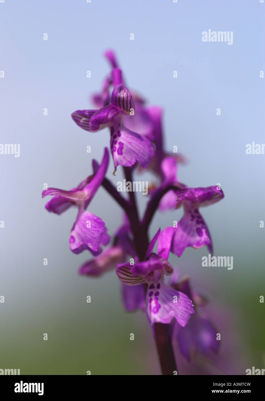 Mascula hi-res stock photography and images - Alamy