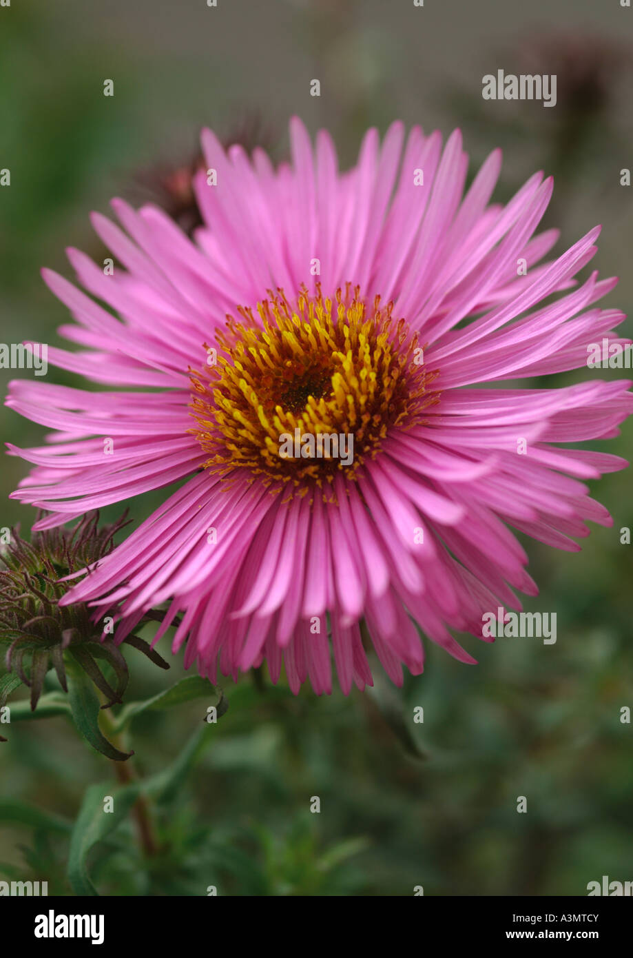 Aster novae angliae Barrs Pink Stock Photo - Alamy