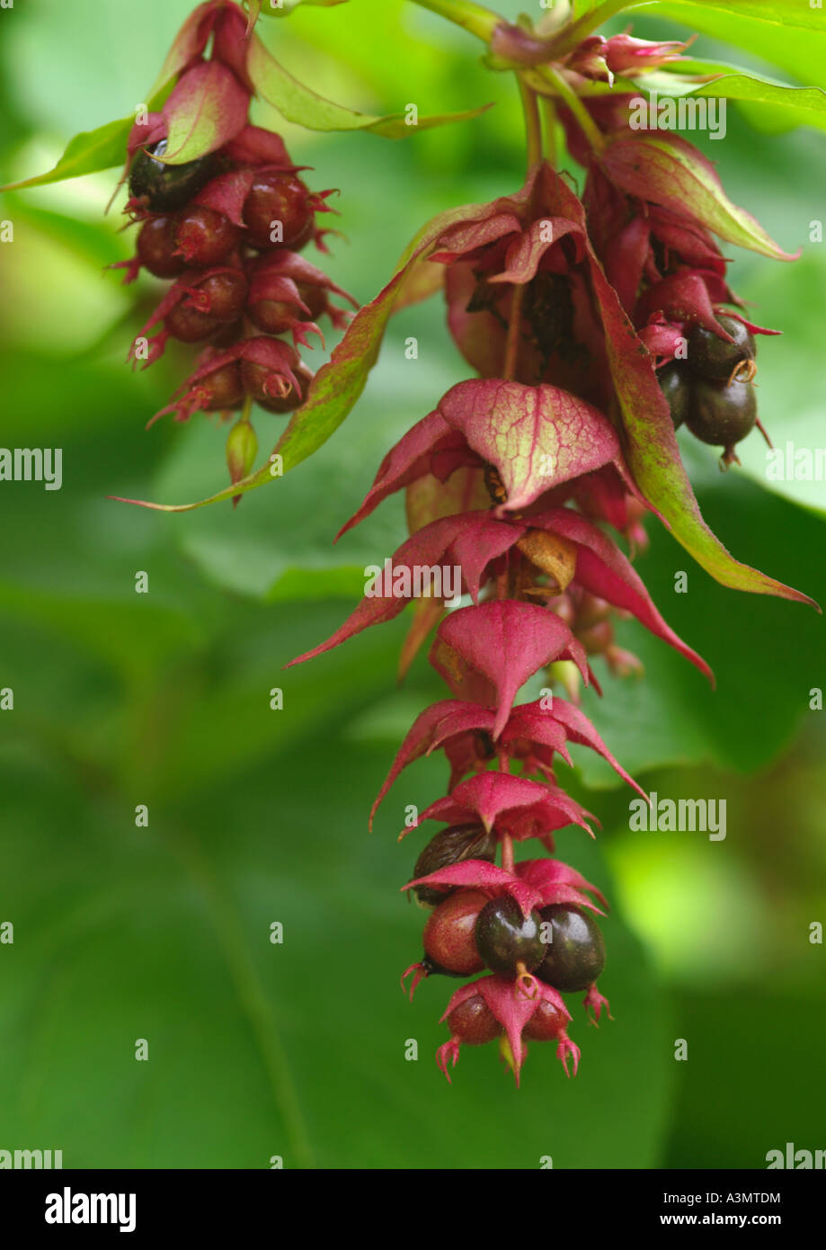 Leycesteria formosa Himalayan Honeysuckle Stock Photo - Alamy