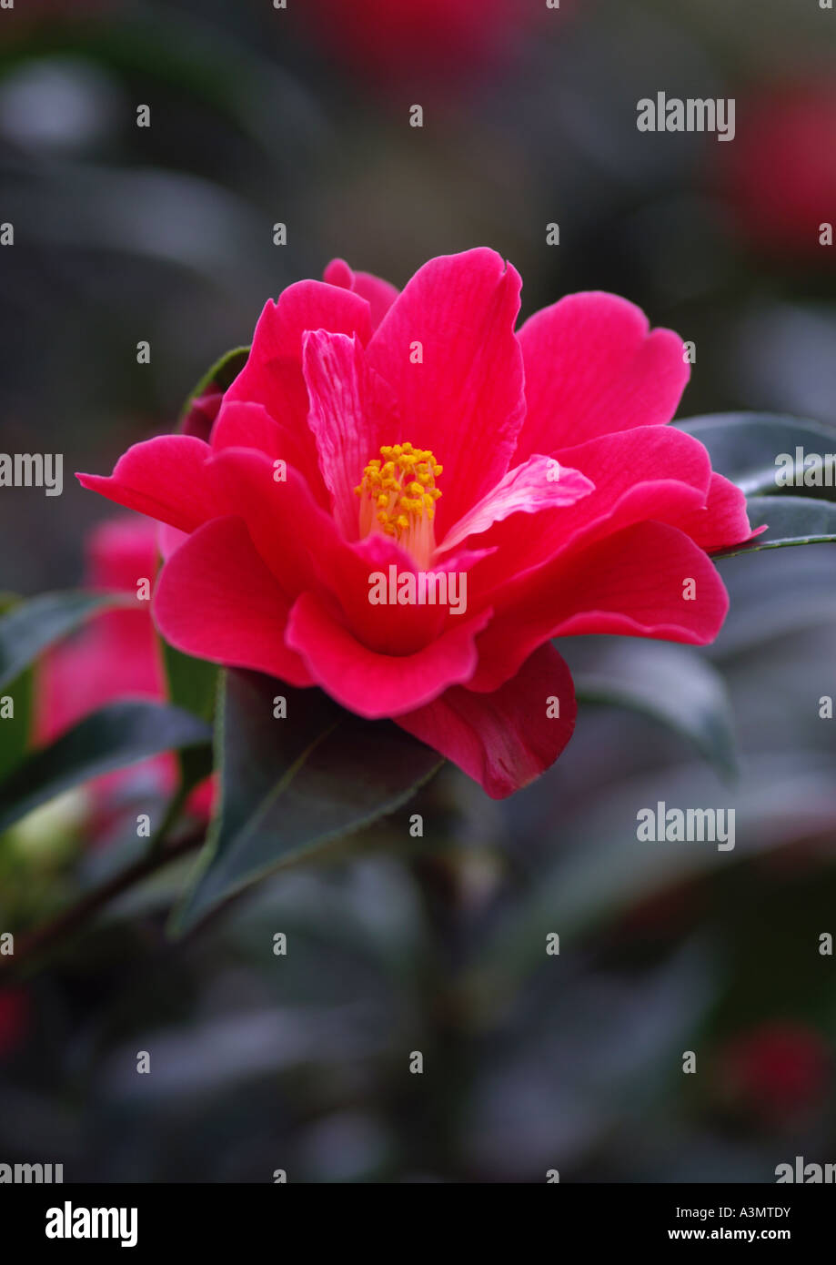 Camellia Freedom Bell Stock Photo - Alamy