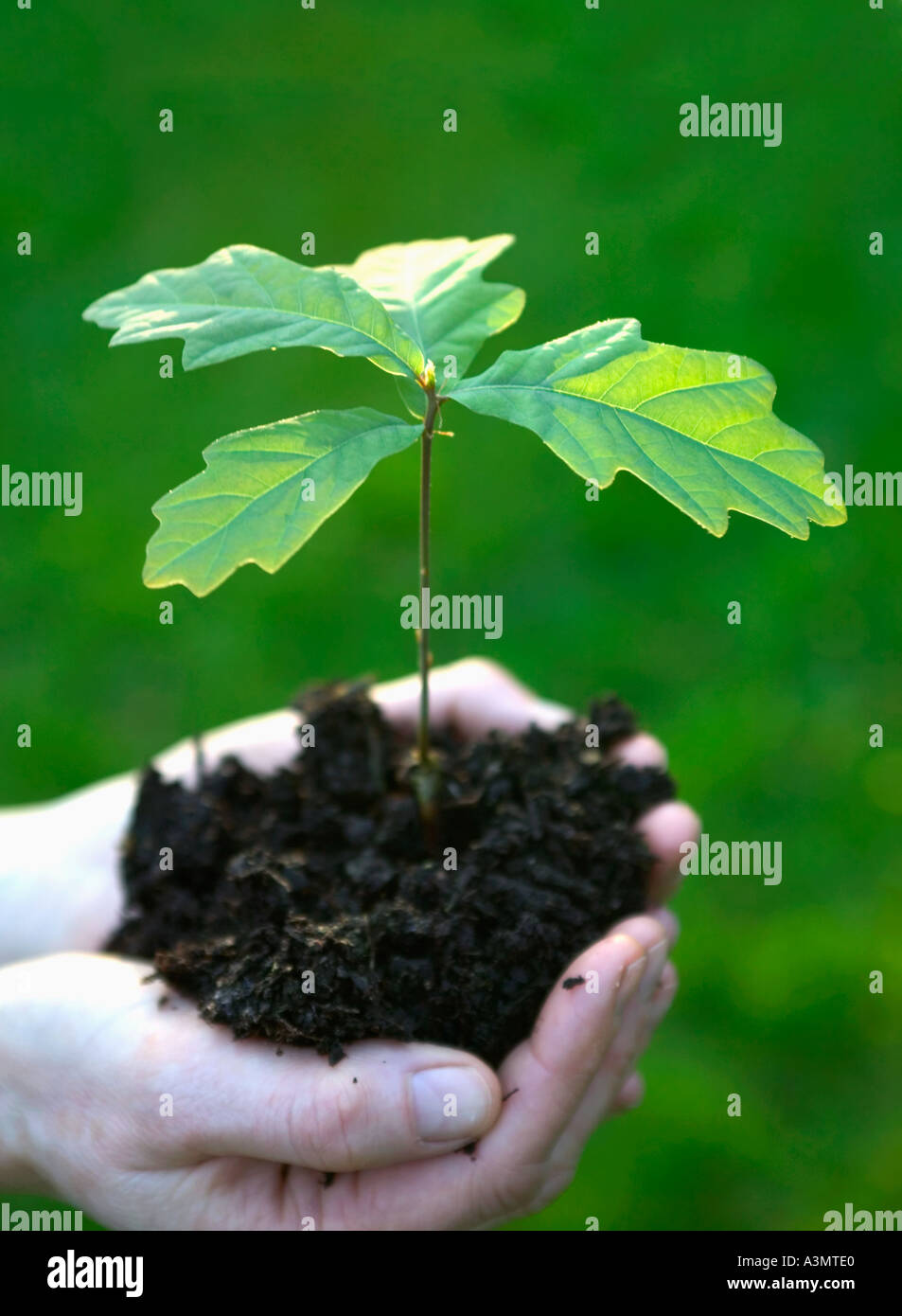 An oak seedling growing from a little acorn Stock Photo - Alamy