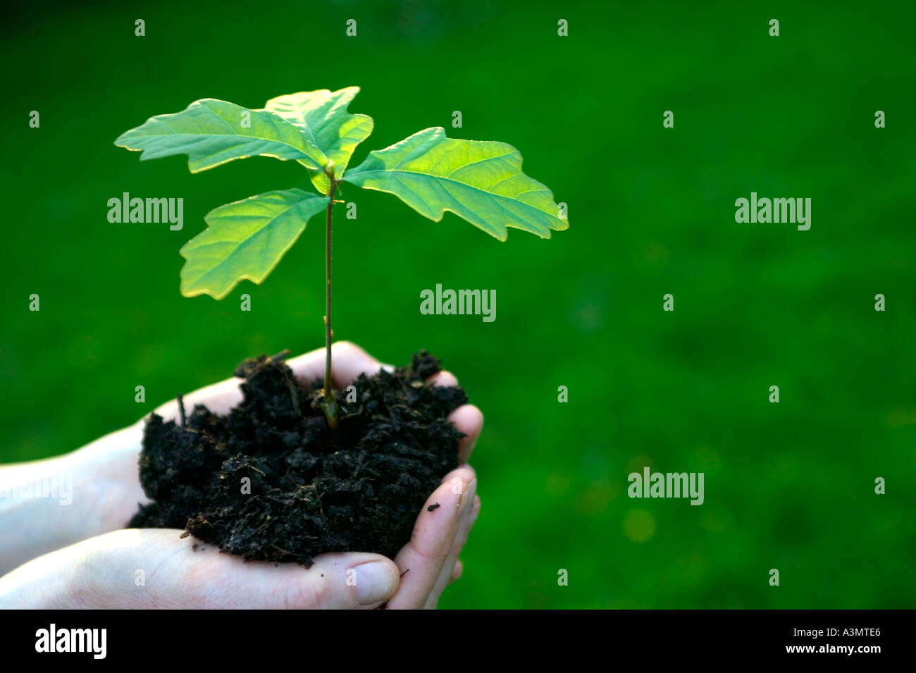 Oak seedling hi-res stock photography and images - Alamy