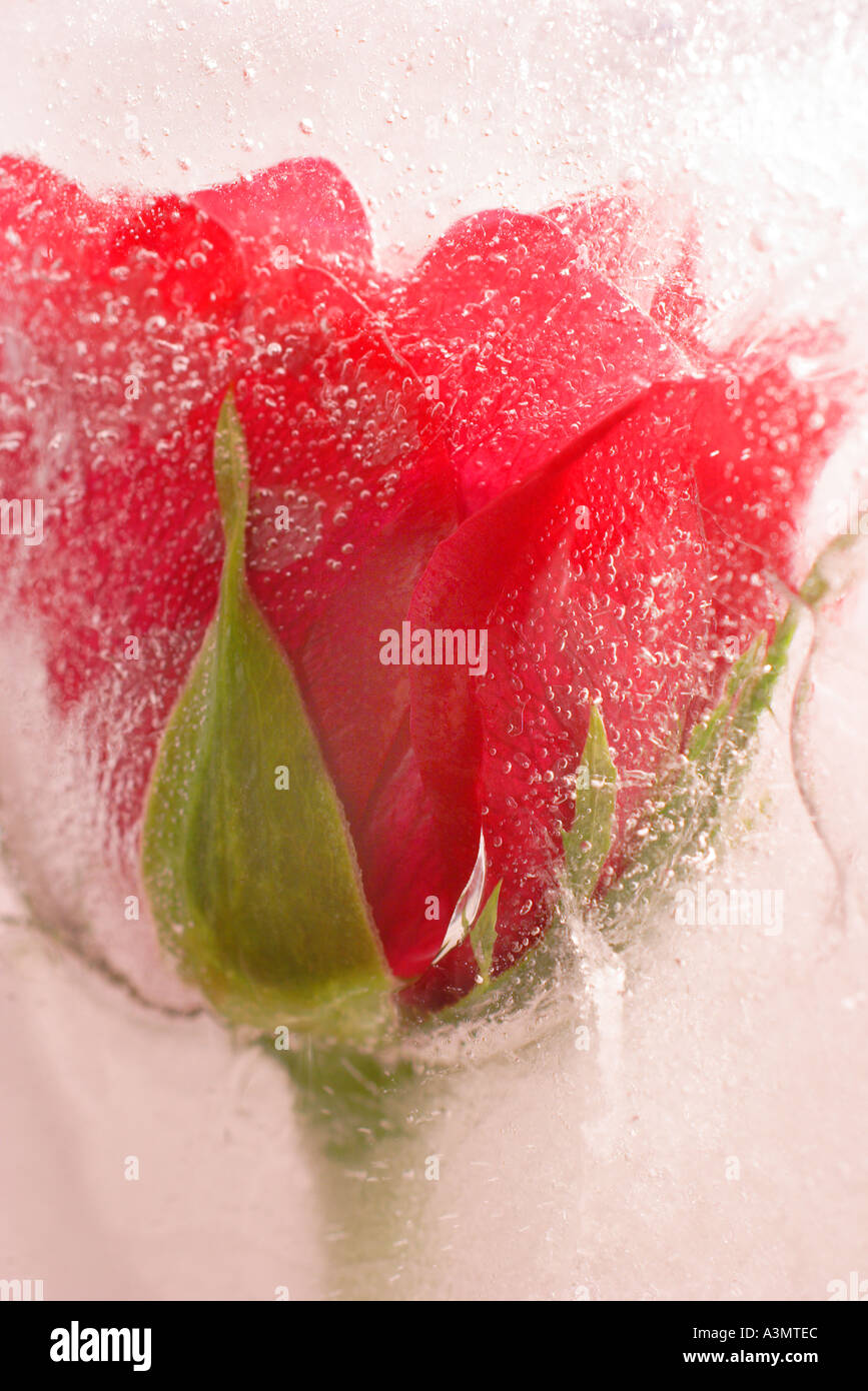 red frozen rose Stock Photo - Alamy