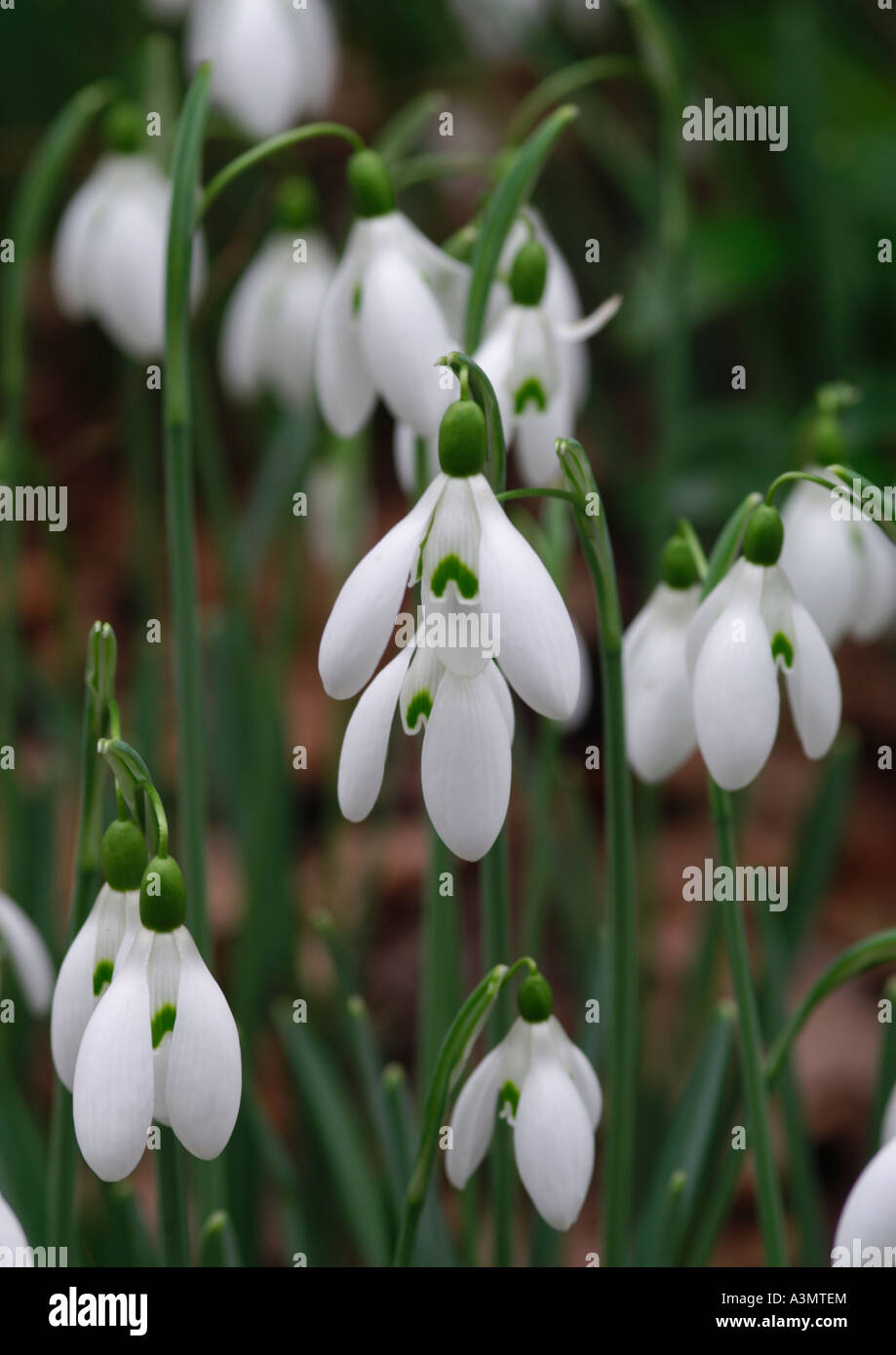Galanthus Magnet Snowdrop Stock Photo - Alamy