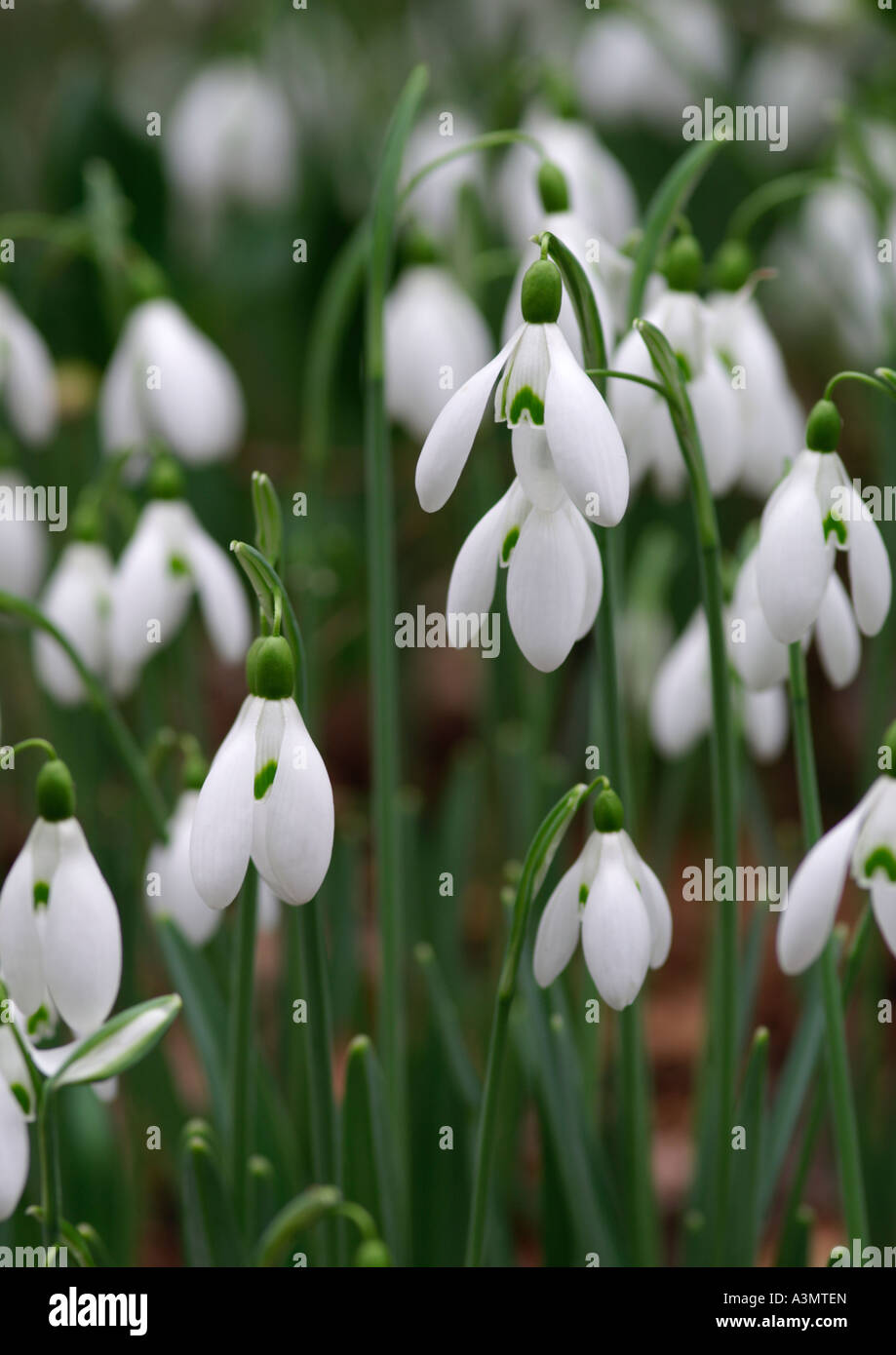 Galanthus Magnet Snowdrop Stock Photo - Alamy
