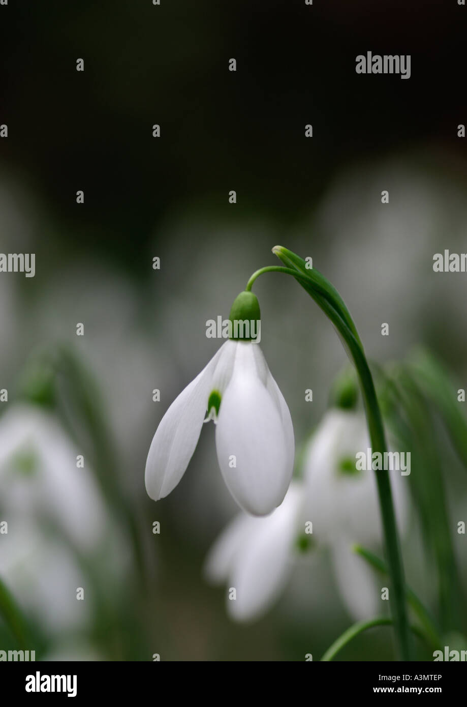 Galanthus Magnet Snowdrop Stock Photo - Alamy
