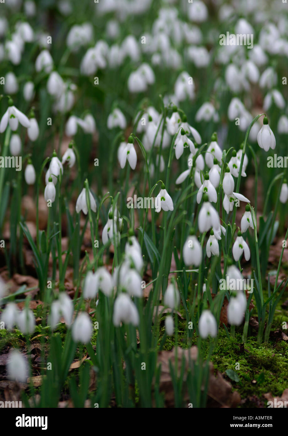 Galanthus Magnet Snowdrop Stock Photo - Alamy