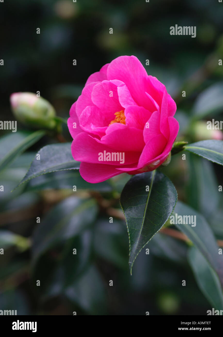 Camellia x williamsii Phyl Doak Stock Photo - Alamy