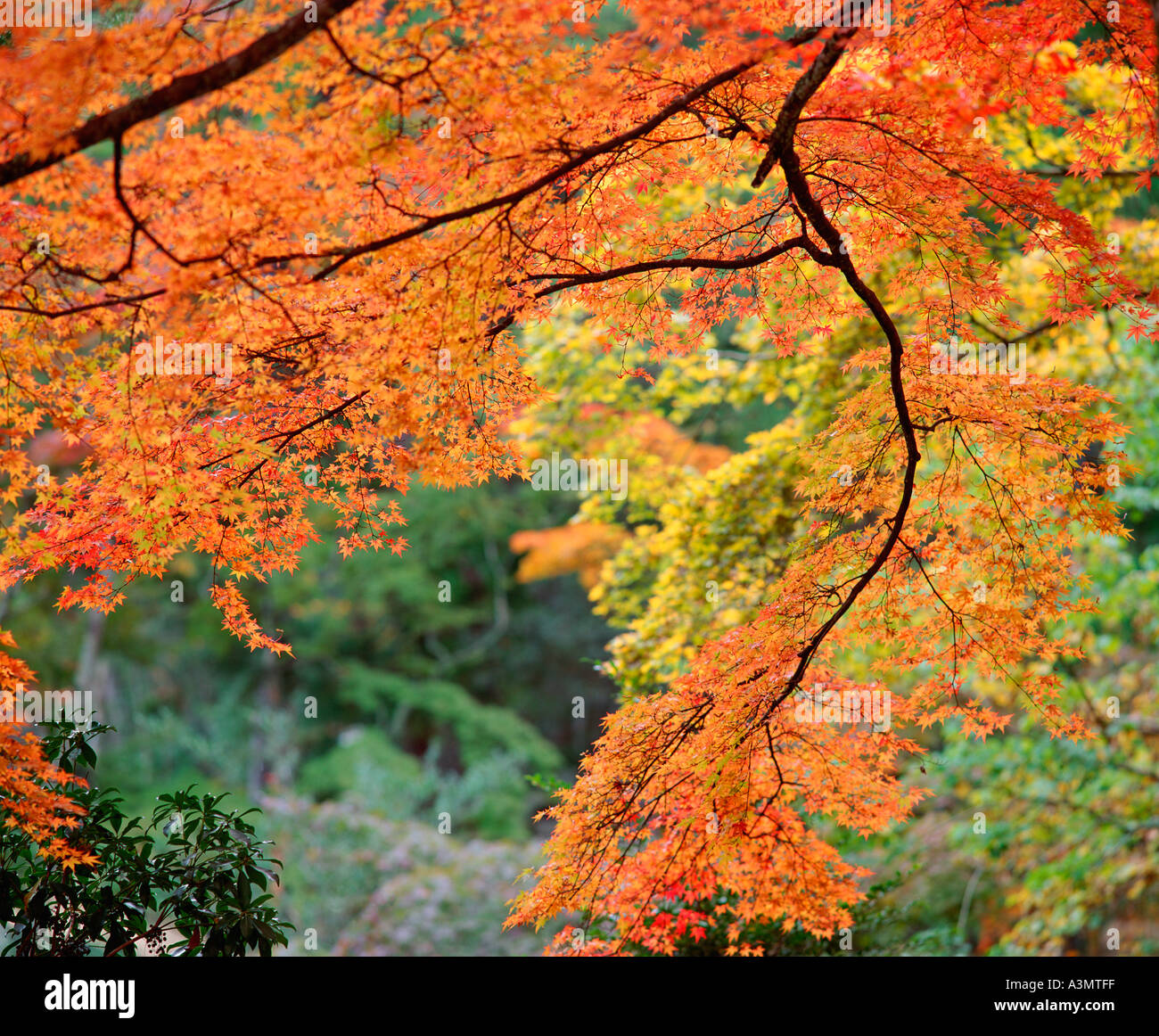 Red autumnal maple leaves Miyajima Island Hiroshima Japan Stock Photo ...