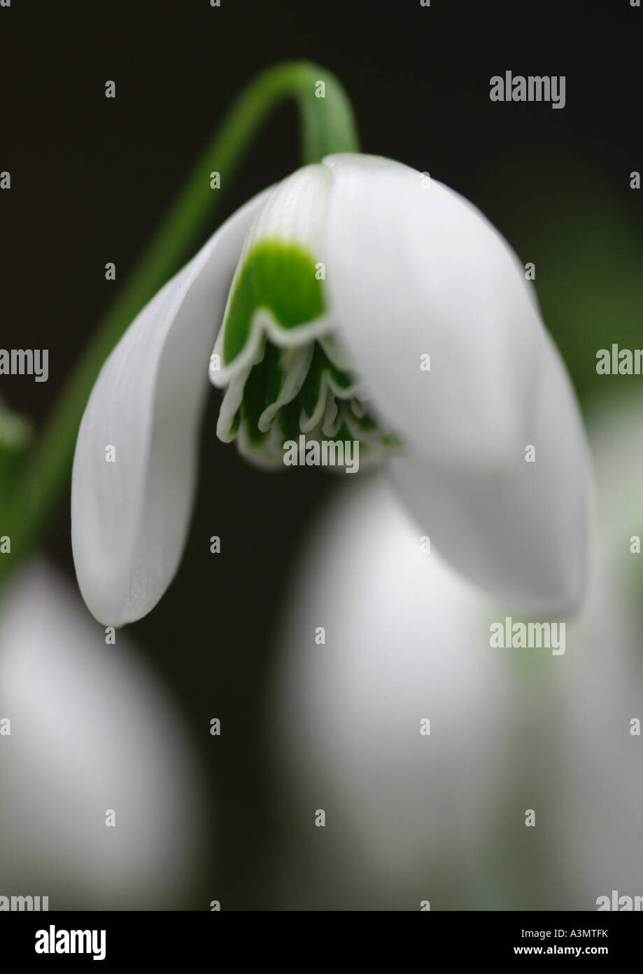 Galanthus Ophelia Snowdrop Stock Photo - Alamy