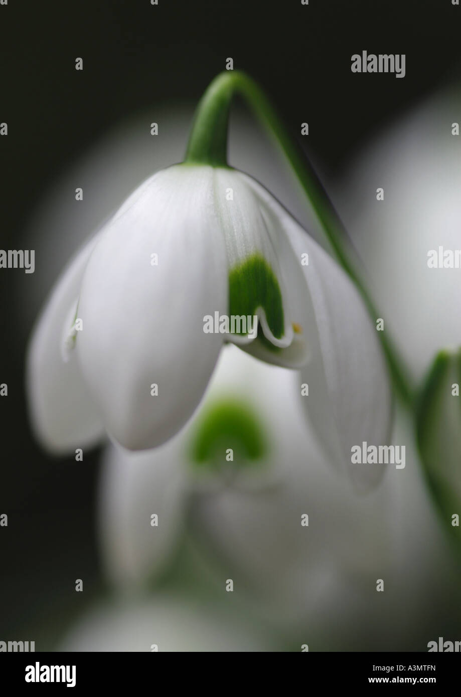 Galanthus Ophelia Snowdrop Stock Photo - Alamy