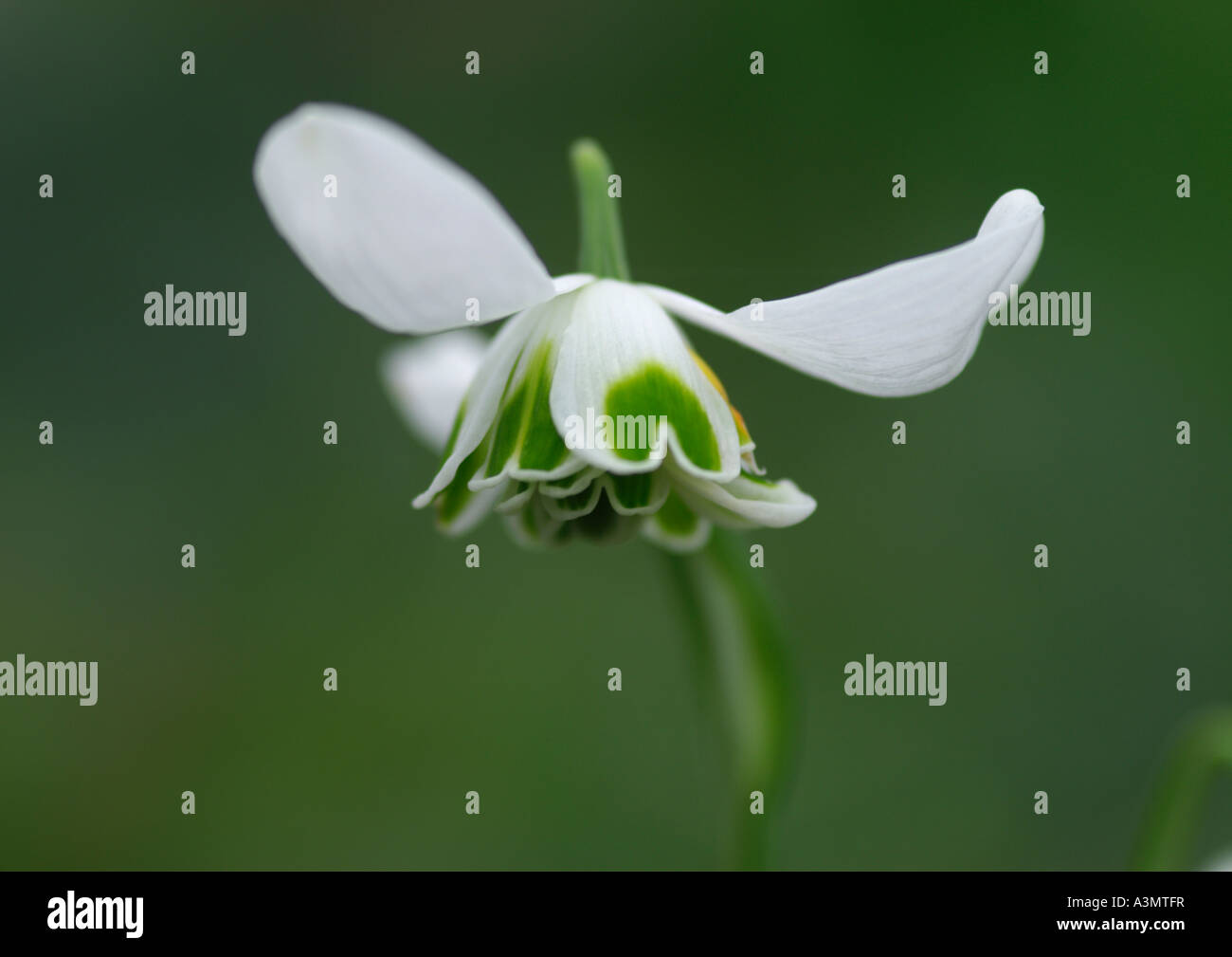 Greatorex hi-res stock photography and images - Alamy