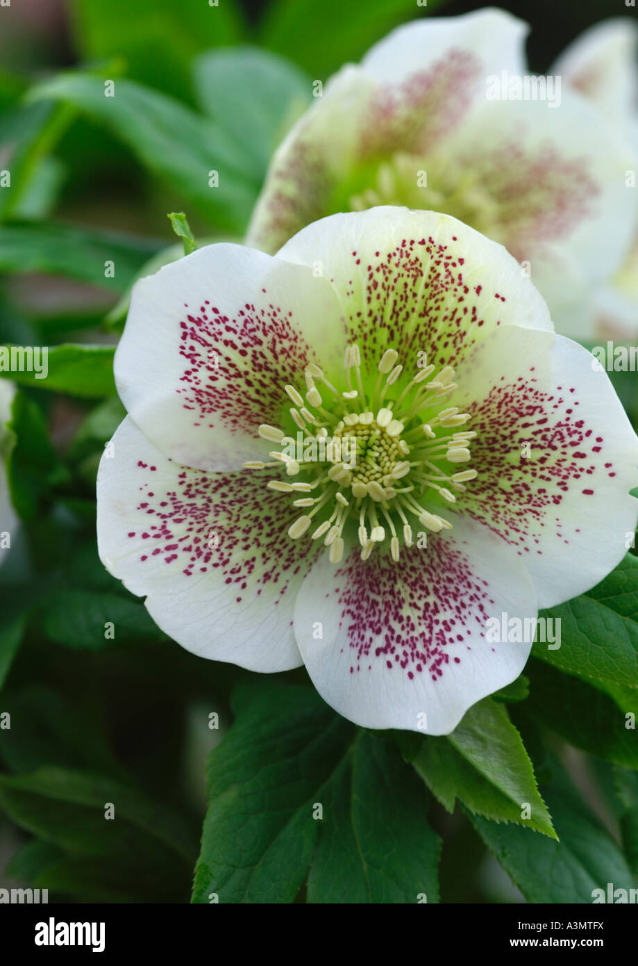 Helleborus x Hybridus Lenten Rose Stock Photo - Alamy