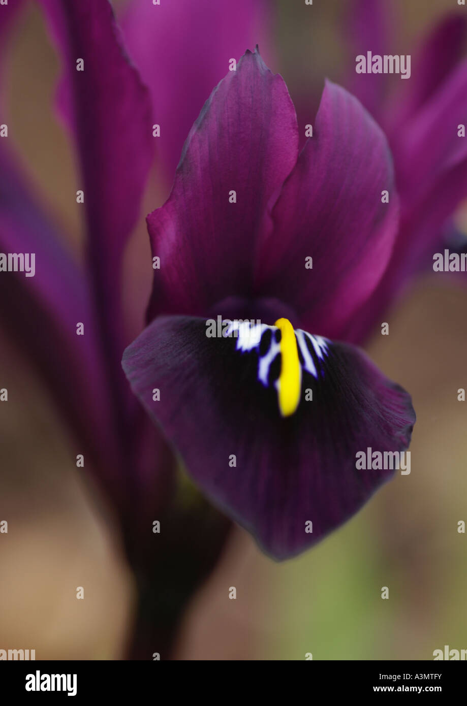 Iris george hi-res stock photography and images - Alamy