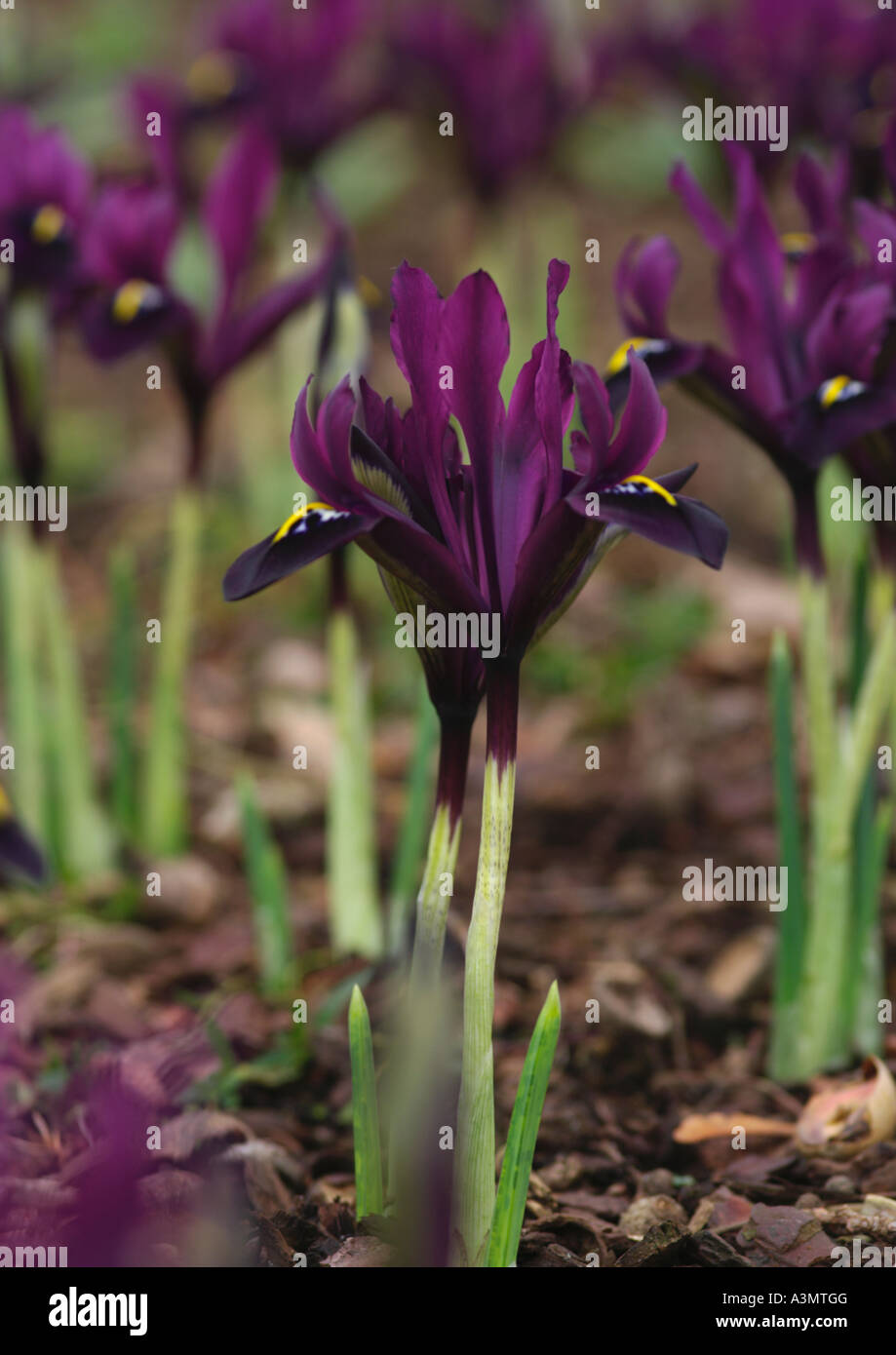 Iris george hi-res stock photography and images - Alamy