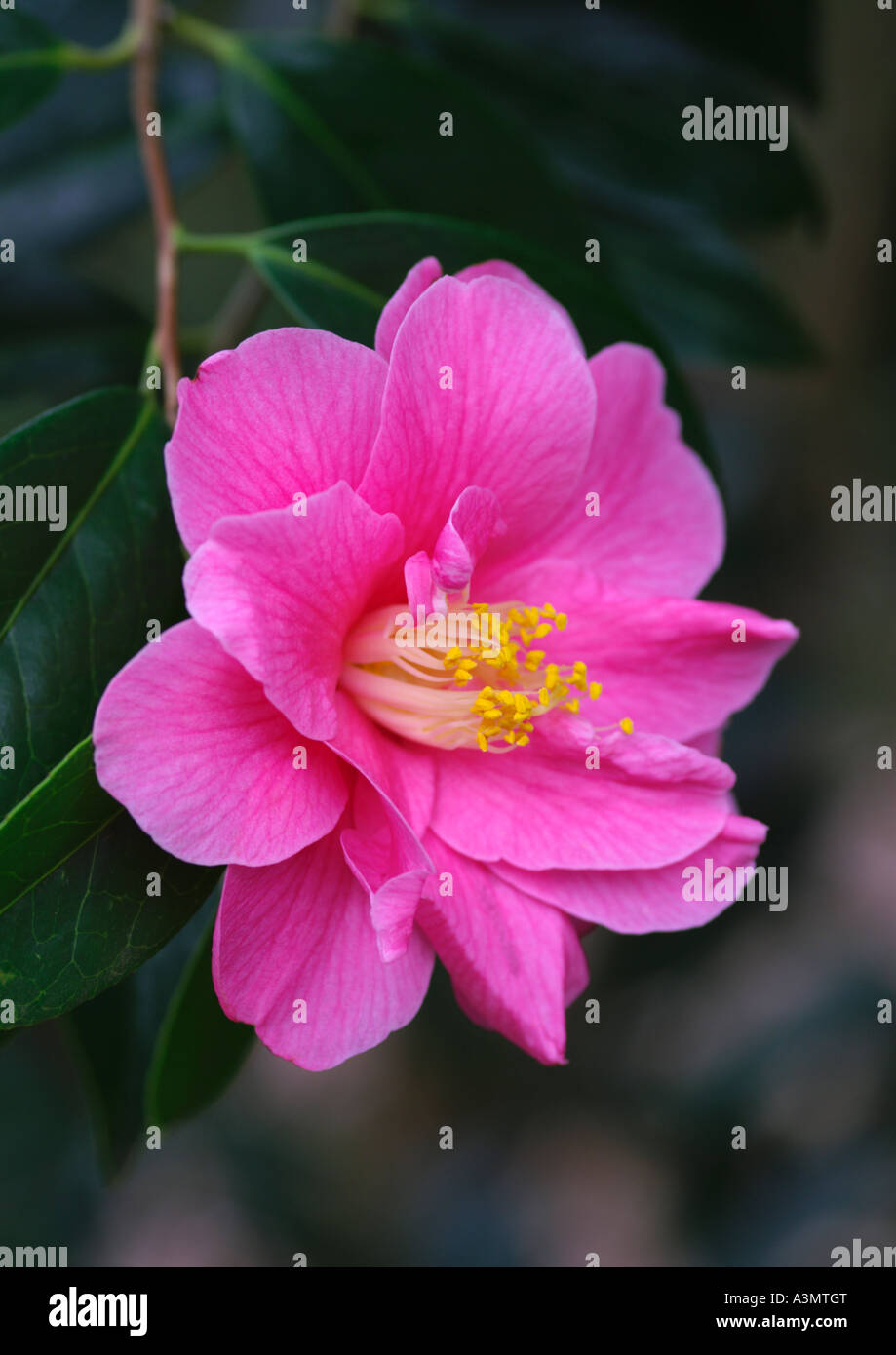 Camellia Maud Messel Stock Photo - Alamy