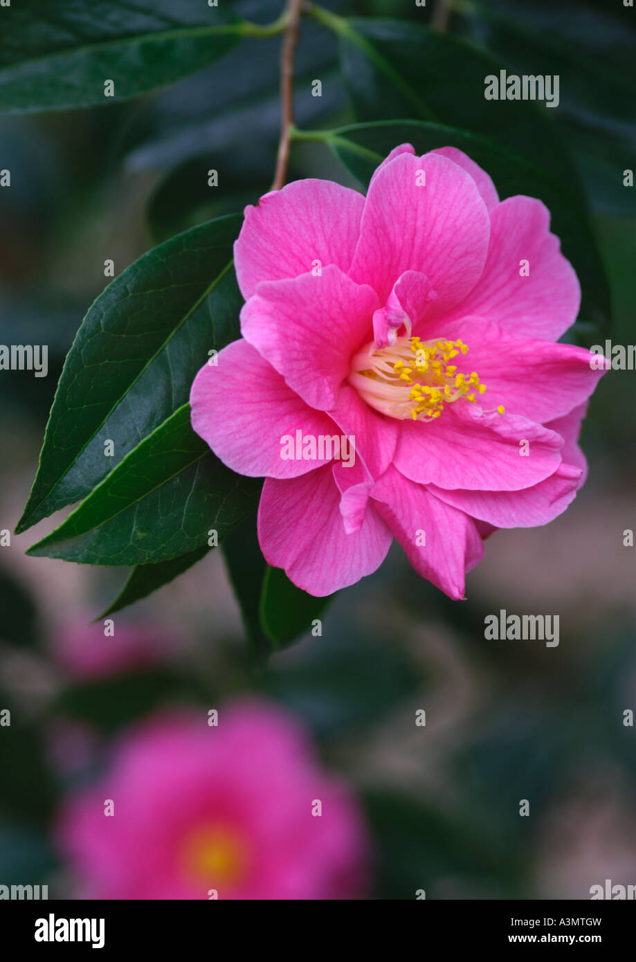 Messel hi-res stock photography and images - Alamy