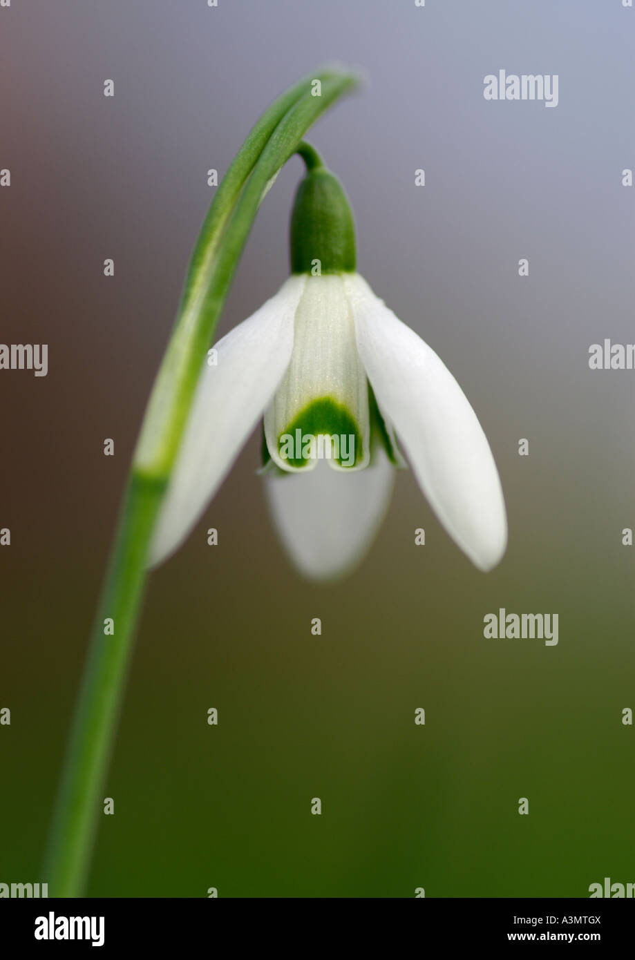 Galanthus nivalis Common Snowdrop Stock Photo - Alamy