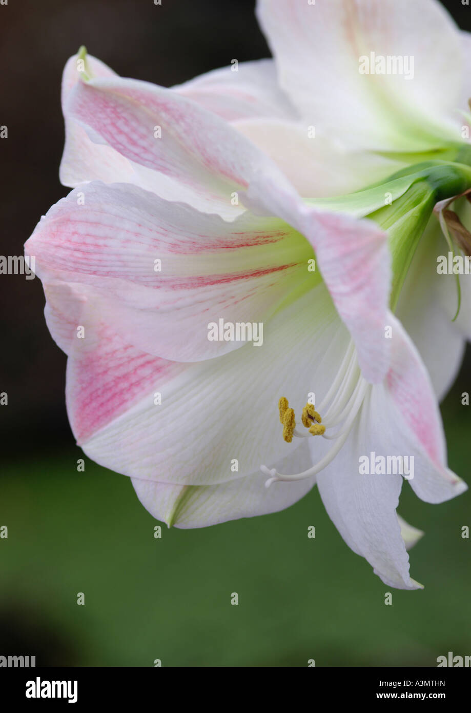 Hippeastrum Apple Blossom Amaryllis Stock Photo - Alamy