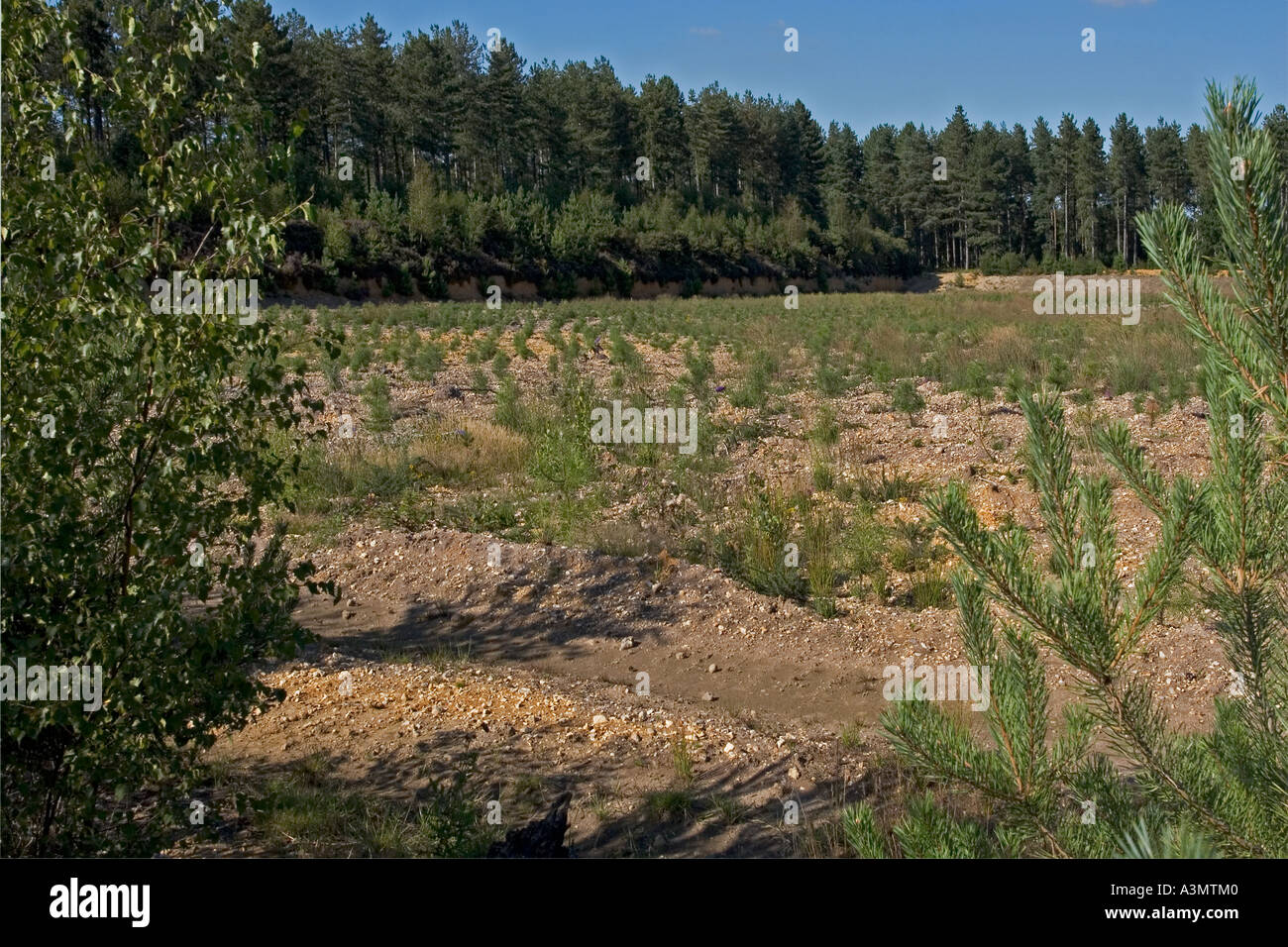 Restored ridge and furrow area to heathland of former gravel pit with ...