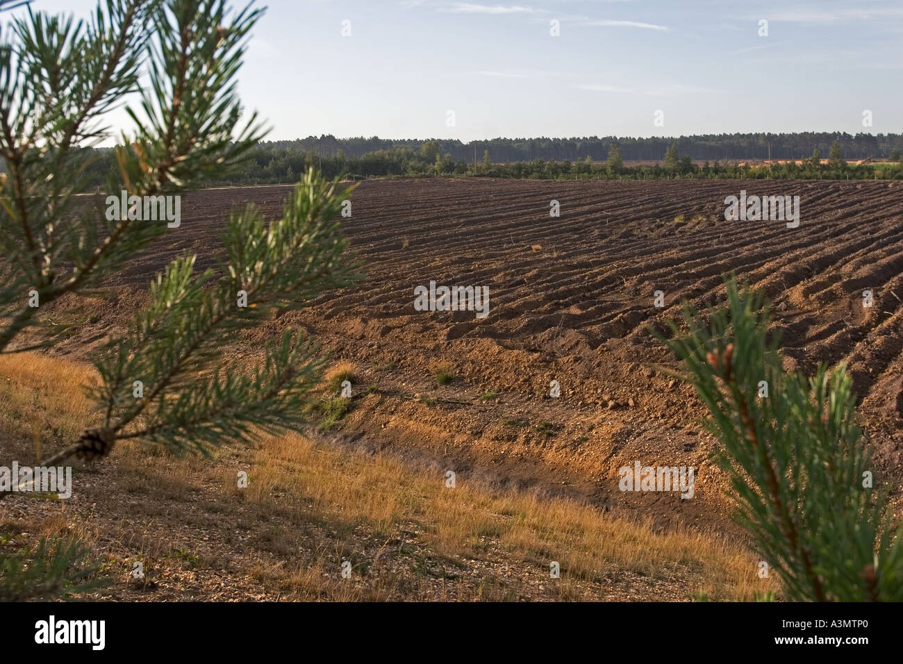 Former gravel pit showing ripped area ready for tree planting or ...